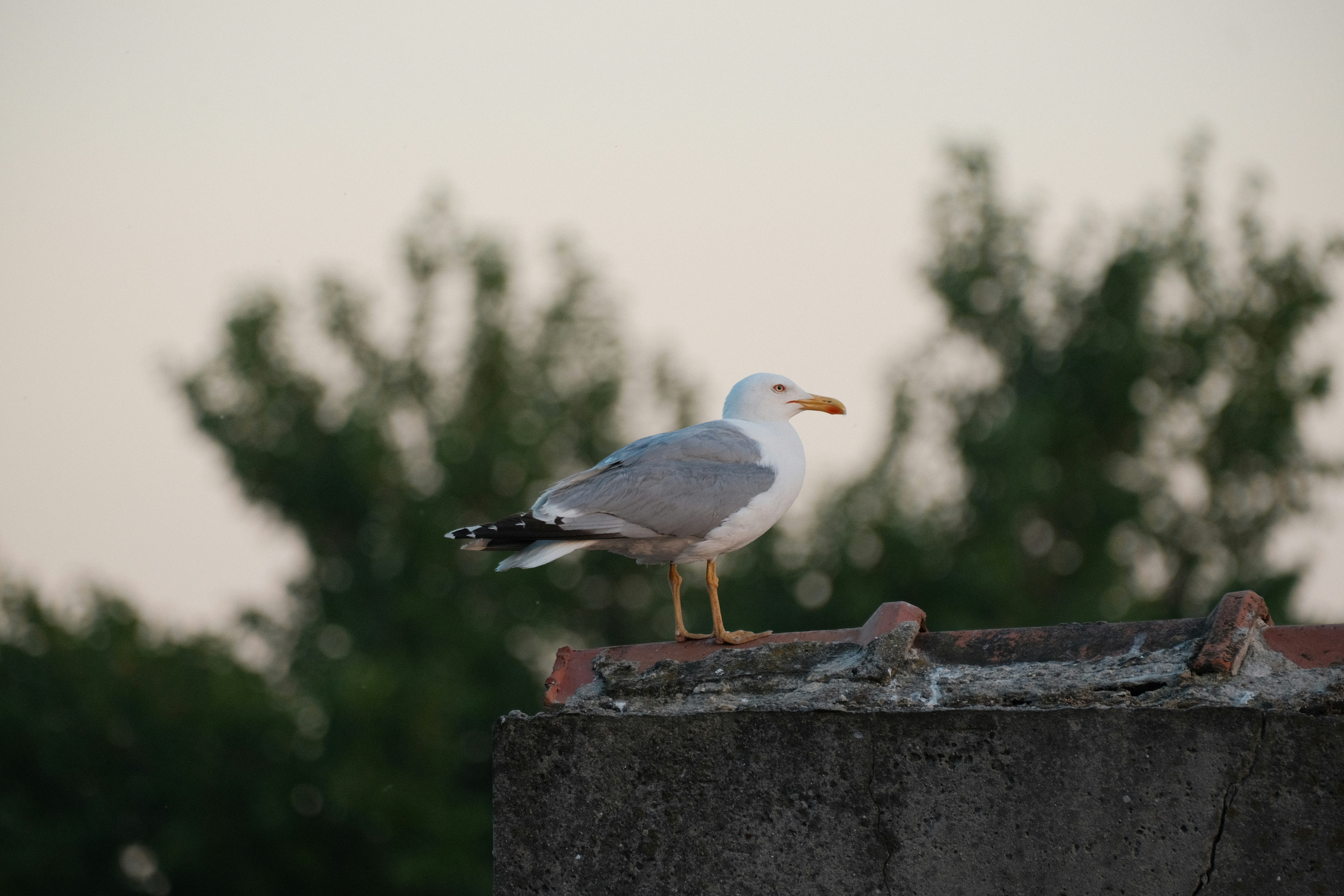 Seagull on a Weathered Ledge: Quiet Dusk Portrait