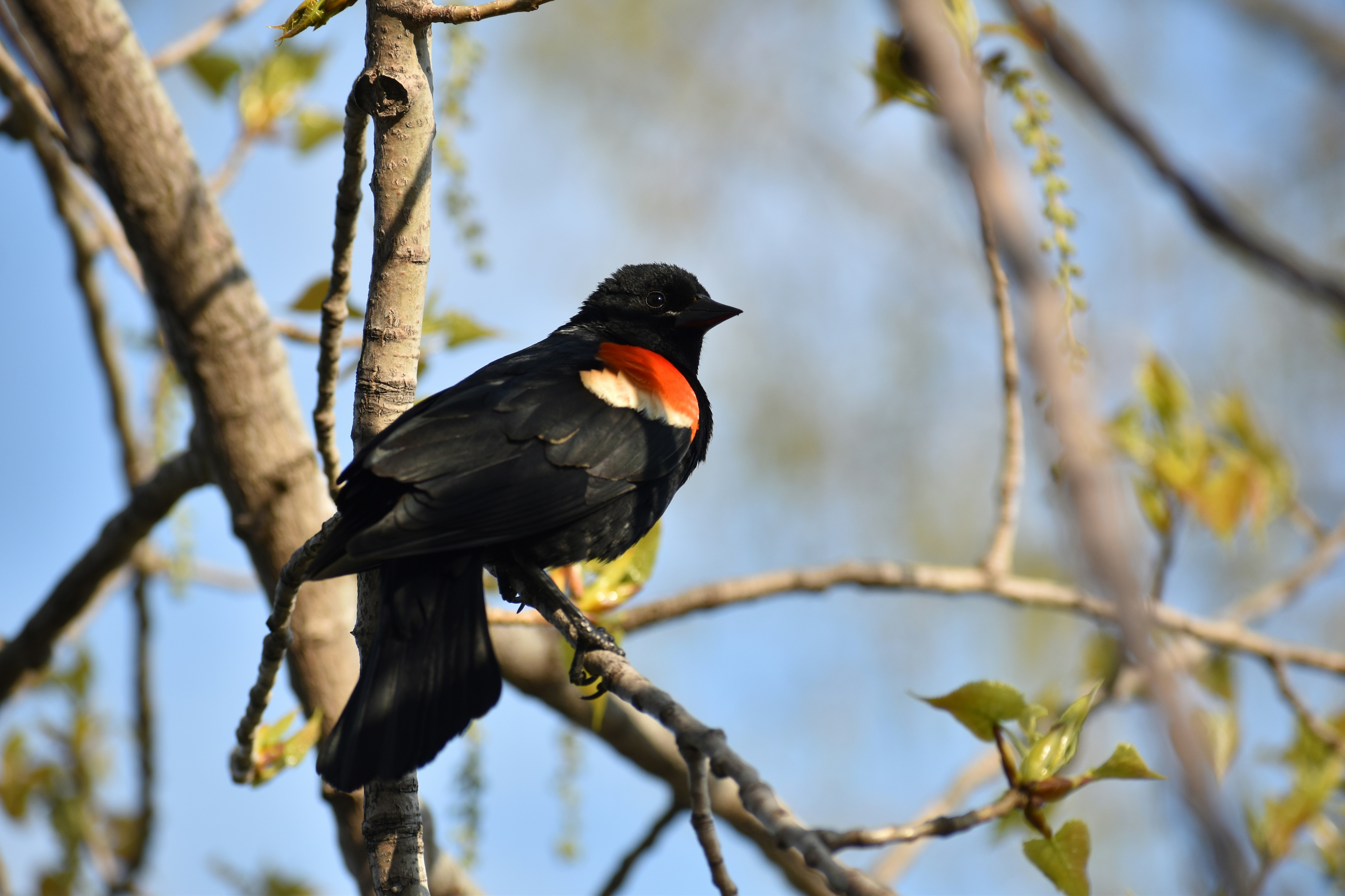 A red-winged blackbird perched gracefully on a branch, showcasing its striking plumage against a soft blue sky.