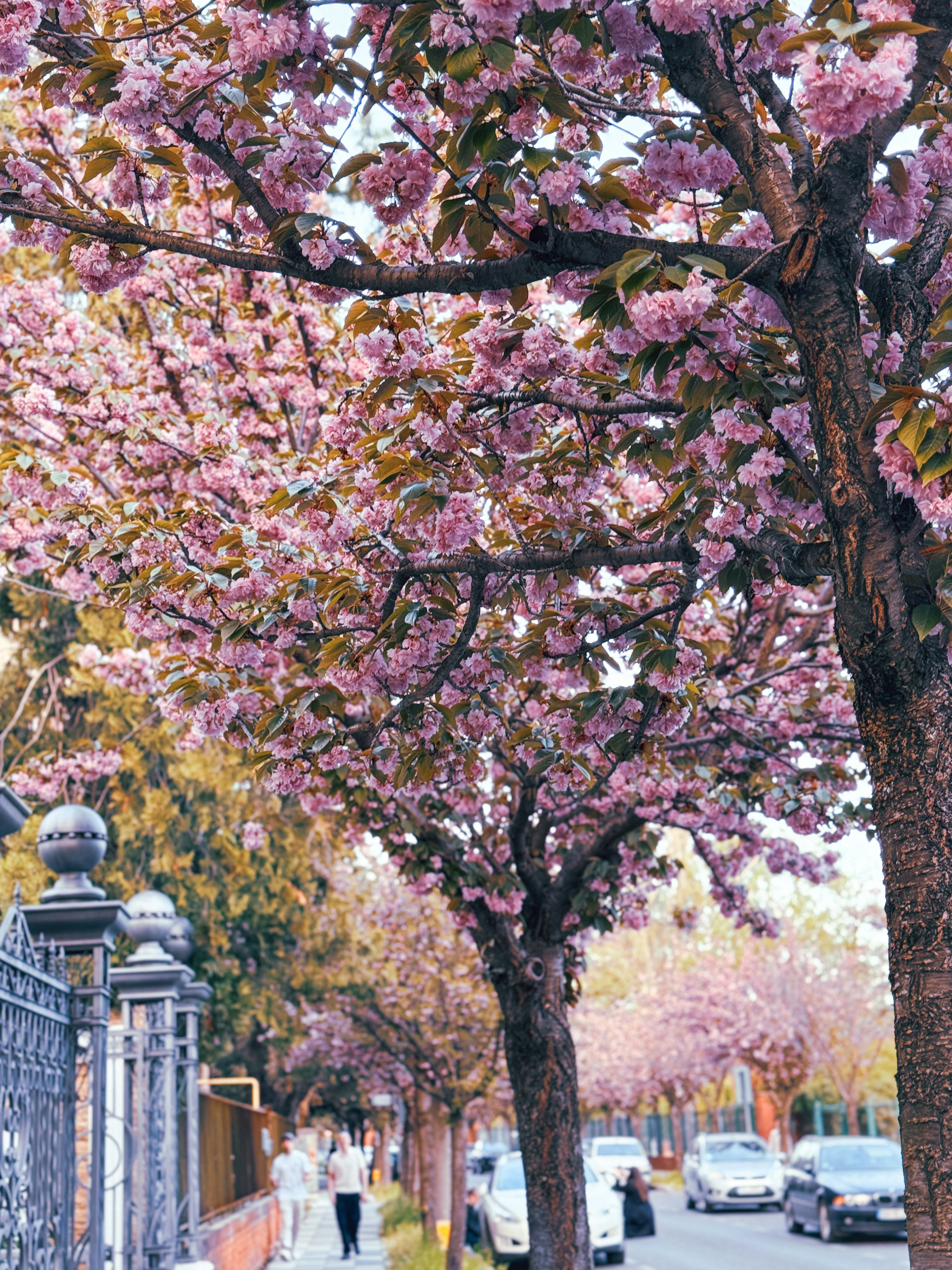Cherry blossom trees lining a street, creating a vibrant pink canopy over pedestrians and parked cars.