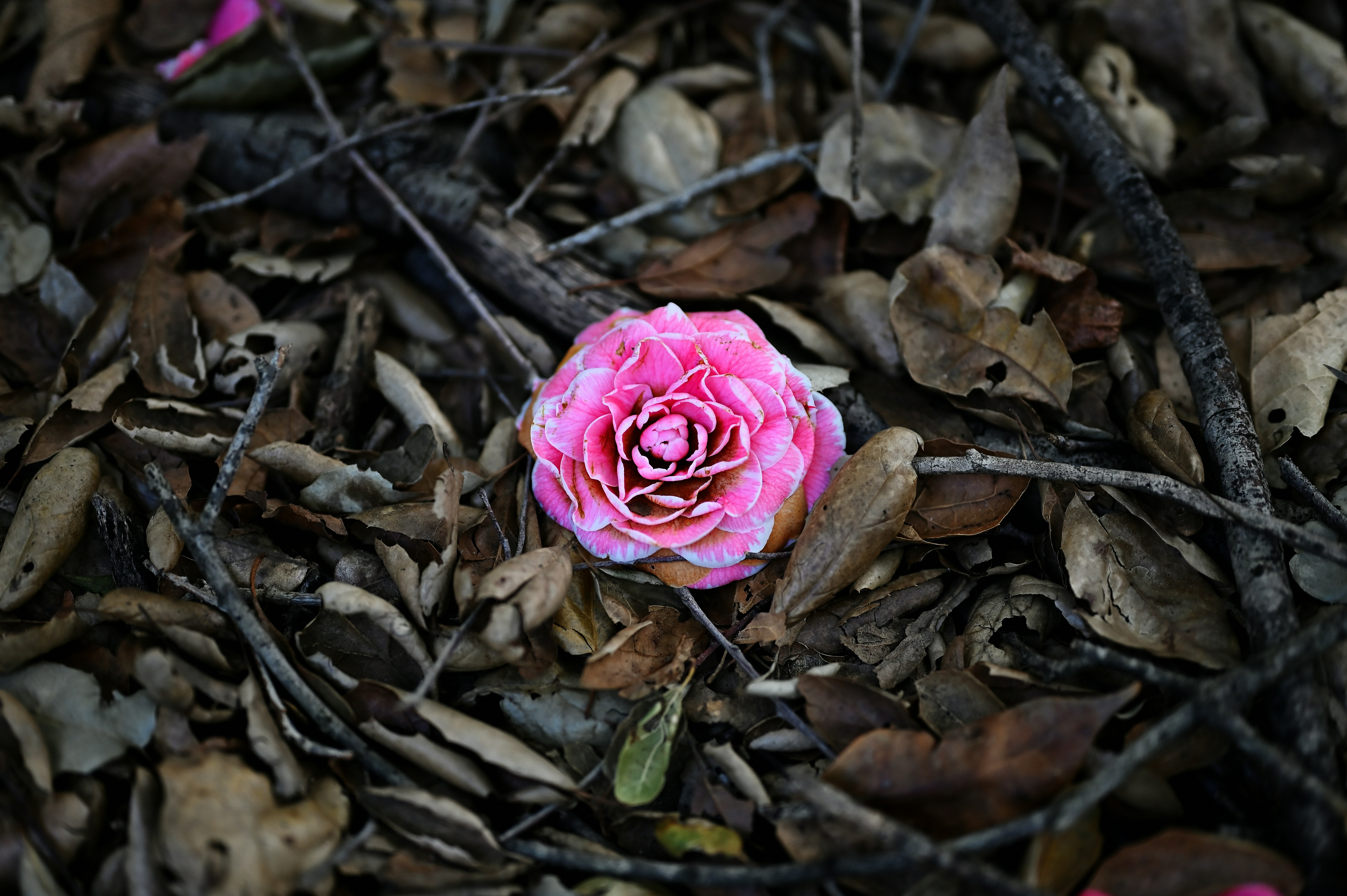 Solitary Pink Rose Anchored in a Sea of Fallen Leaves