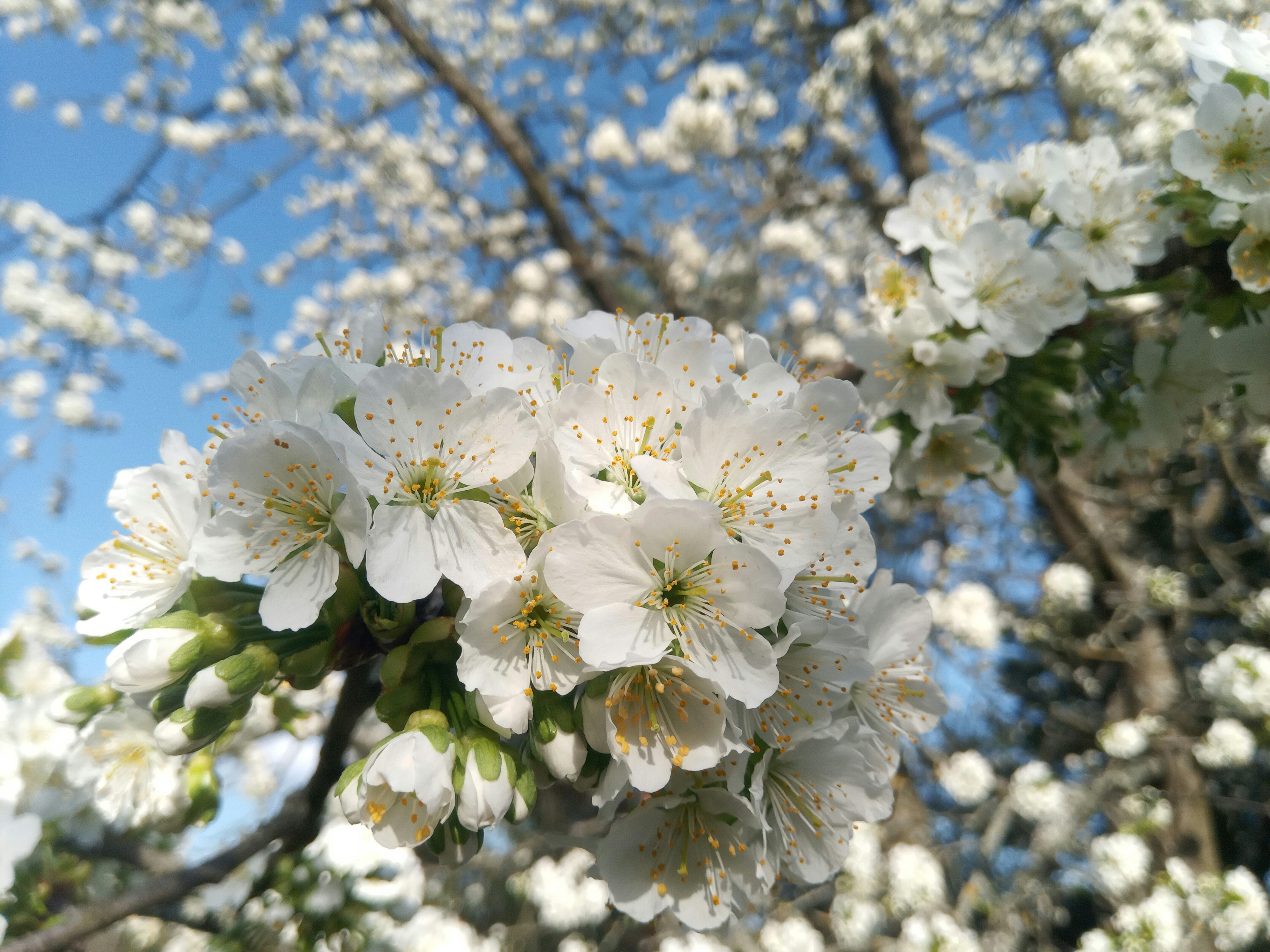 Photo by Oksana Savinova with ZTE Blade A7