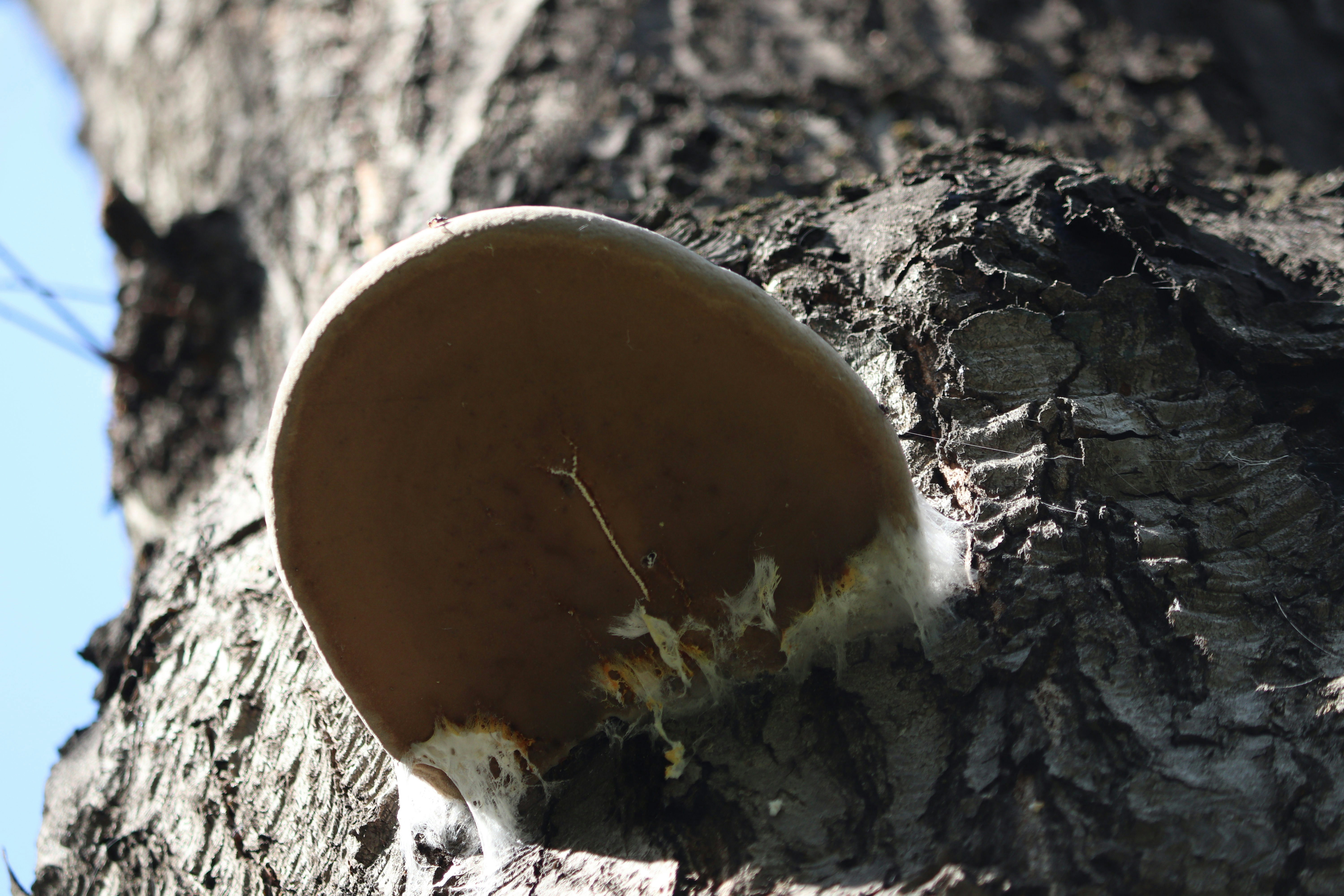 Sunlit Shelf Fungus: A Quiet Cling on Weathered Bark