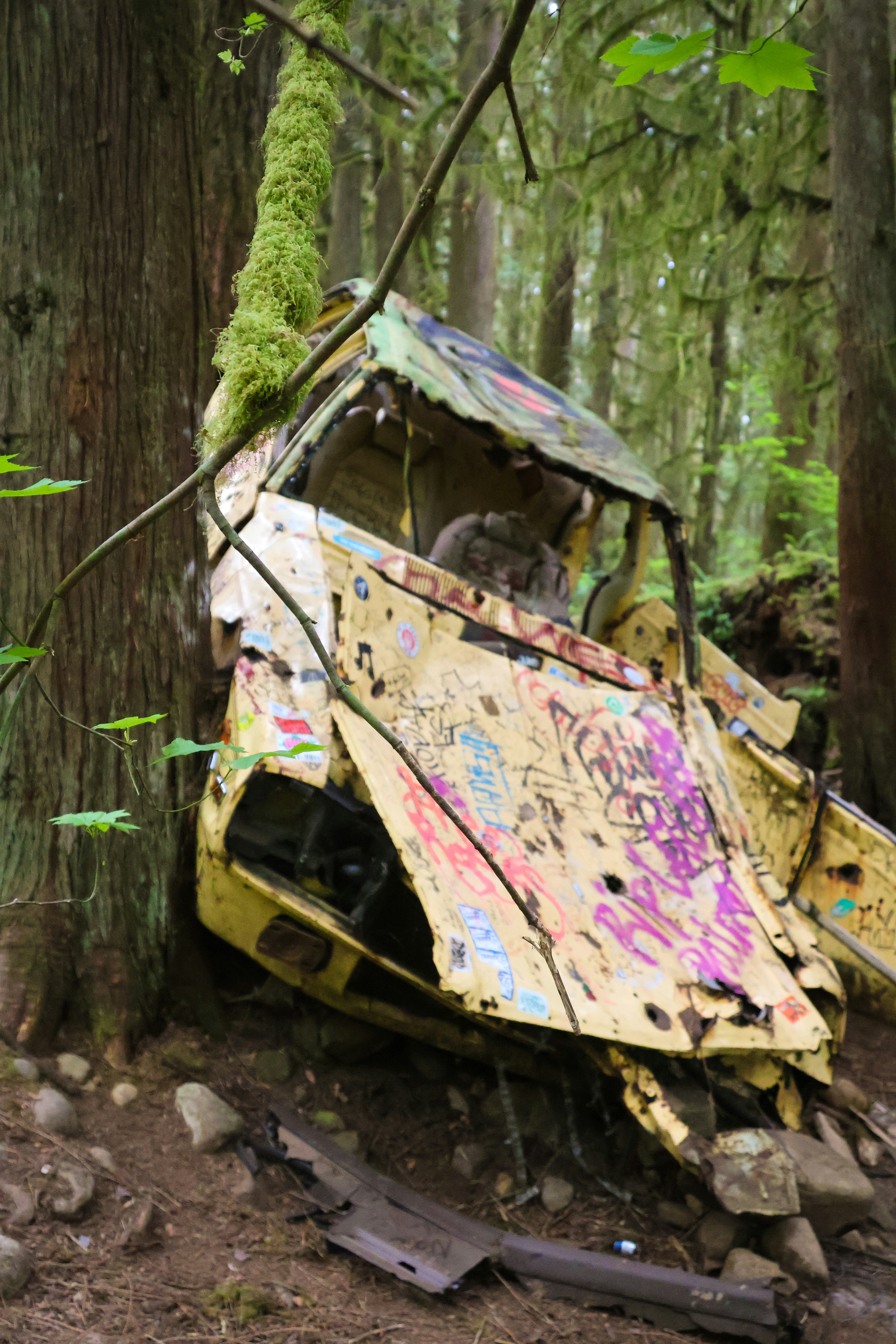 Graffiti-Touched Car Wreck Reclaimed by a Moss-Furred Forest