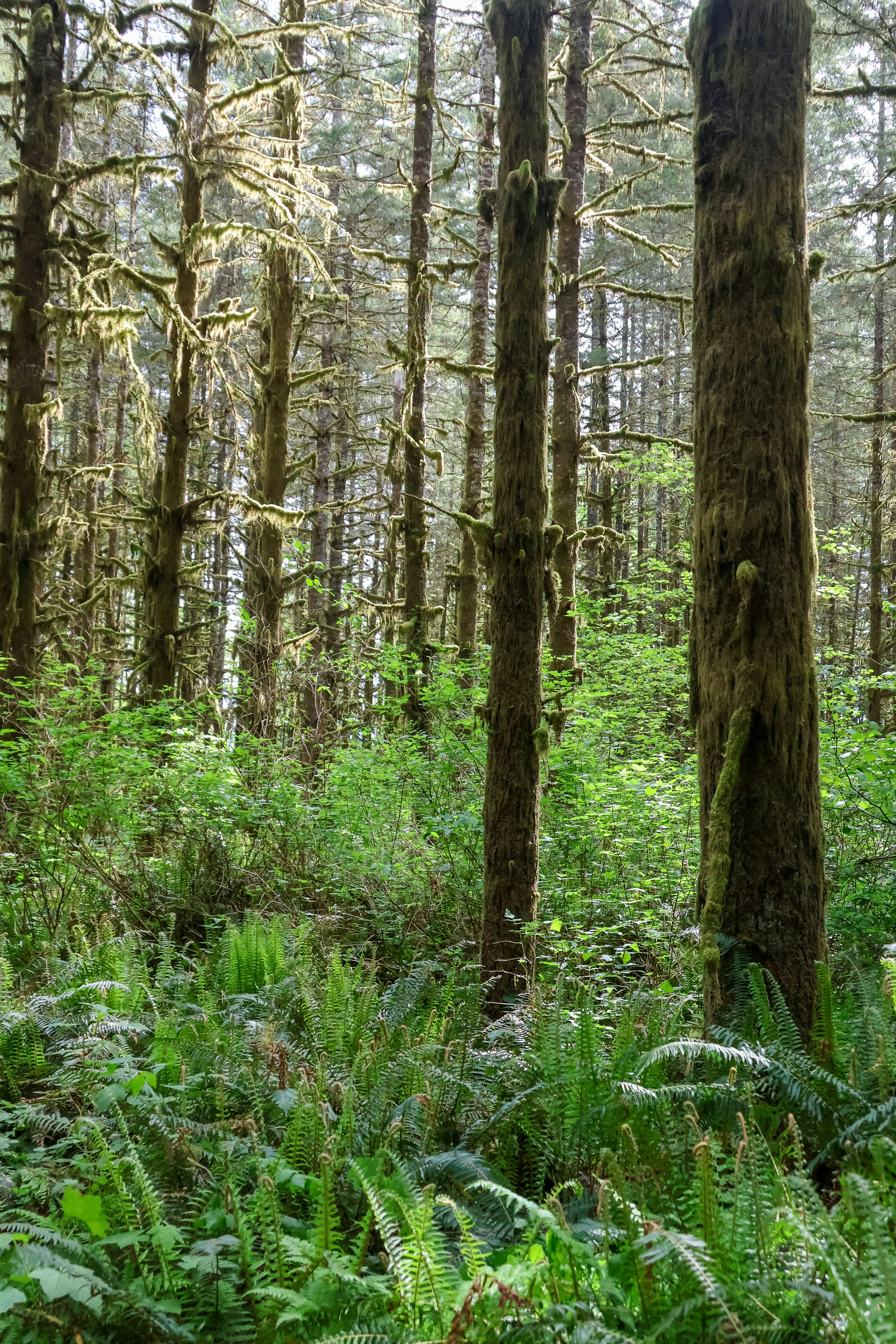 Dense forest with towering trees draped in moss, surrounded by vibrant ferns and undergrowth.