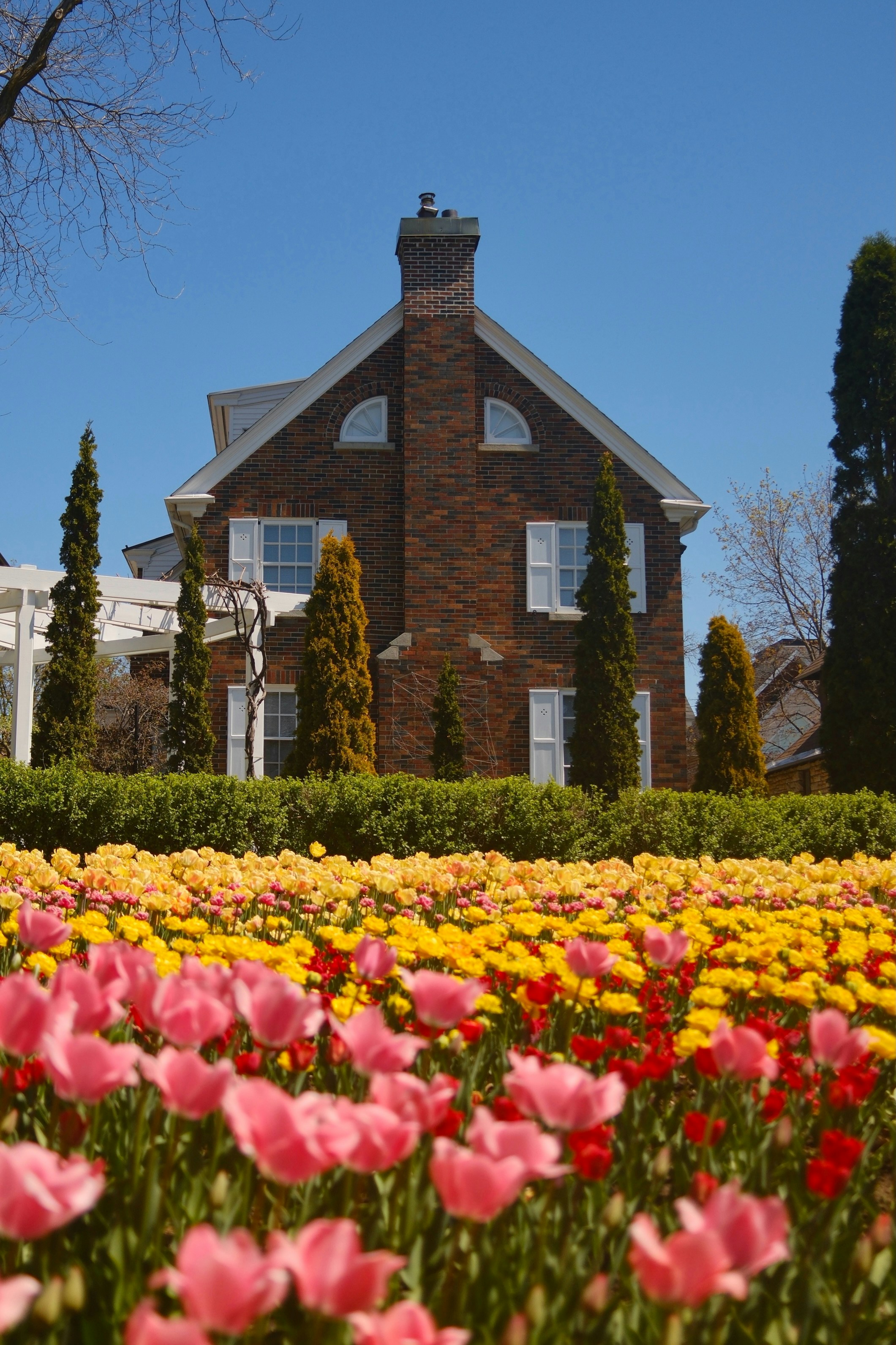 Tulip Field Meets Brick Facade: A Spring Portrait of Color and Structure