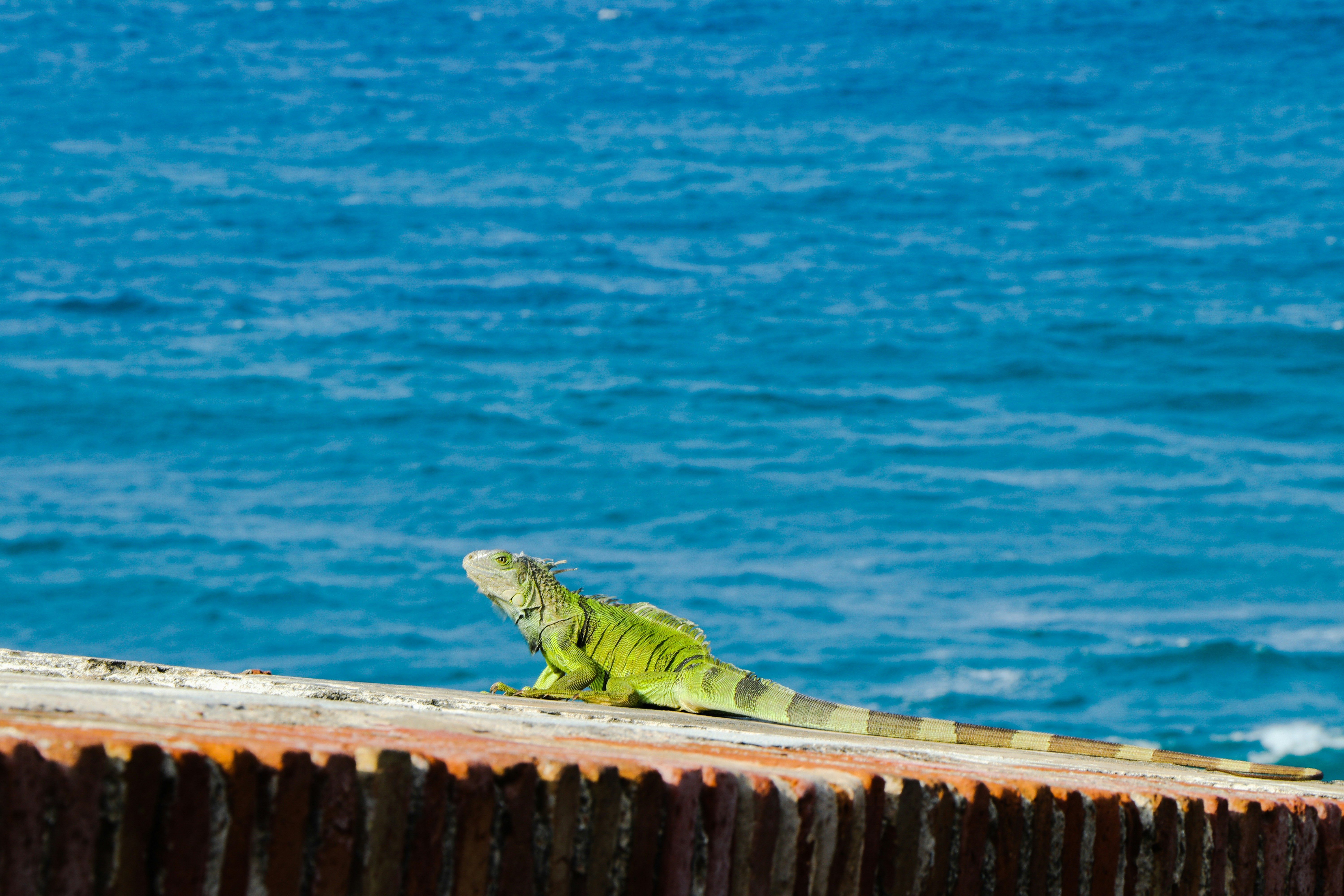 Sunlit Iguana Perched Along a Weathered Seawall
