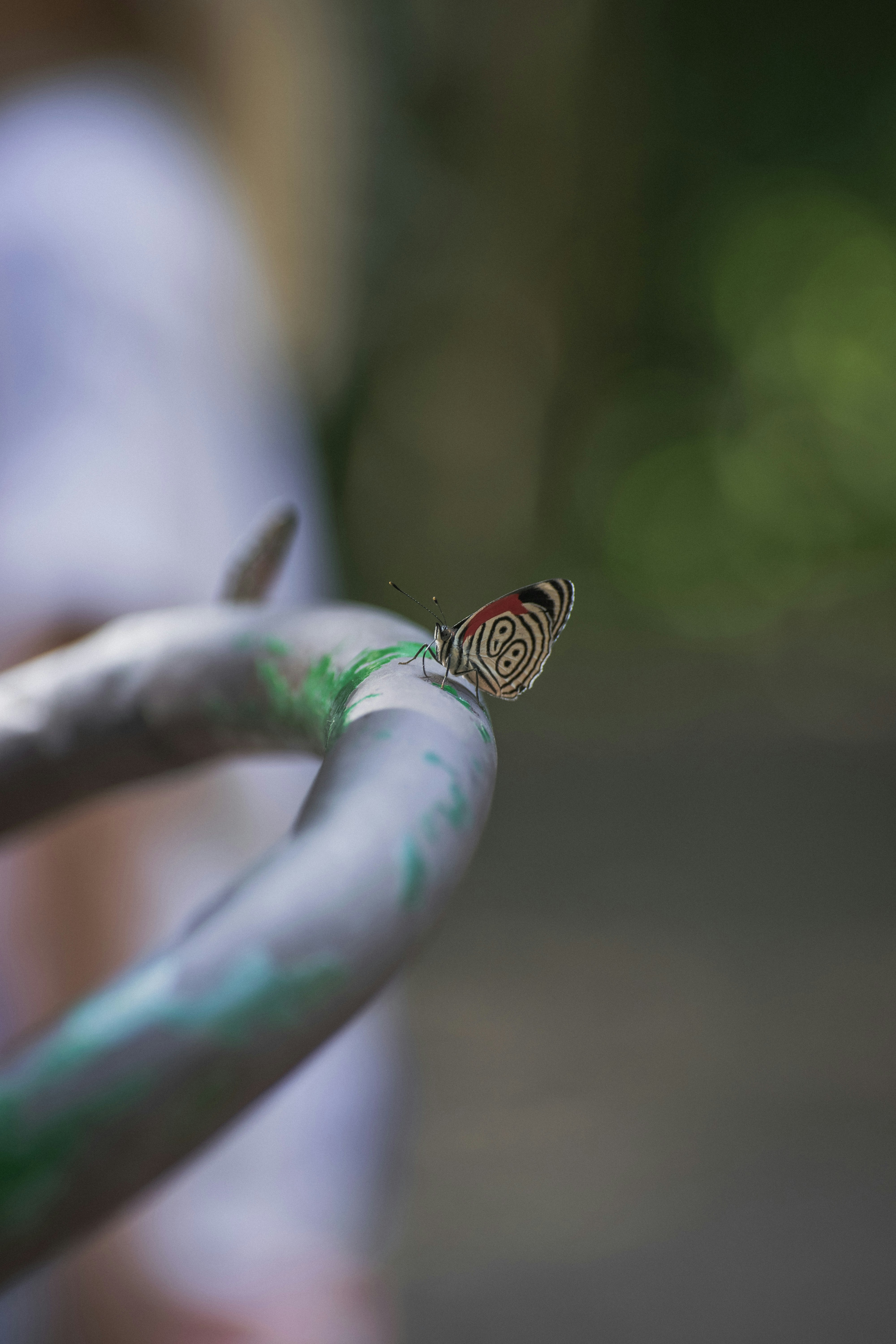 Stripe-wing butterfly on a chipped railing, framed by soft garden bokeh