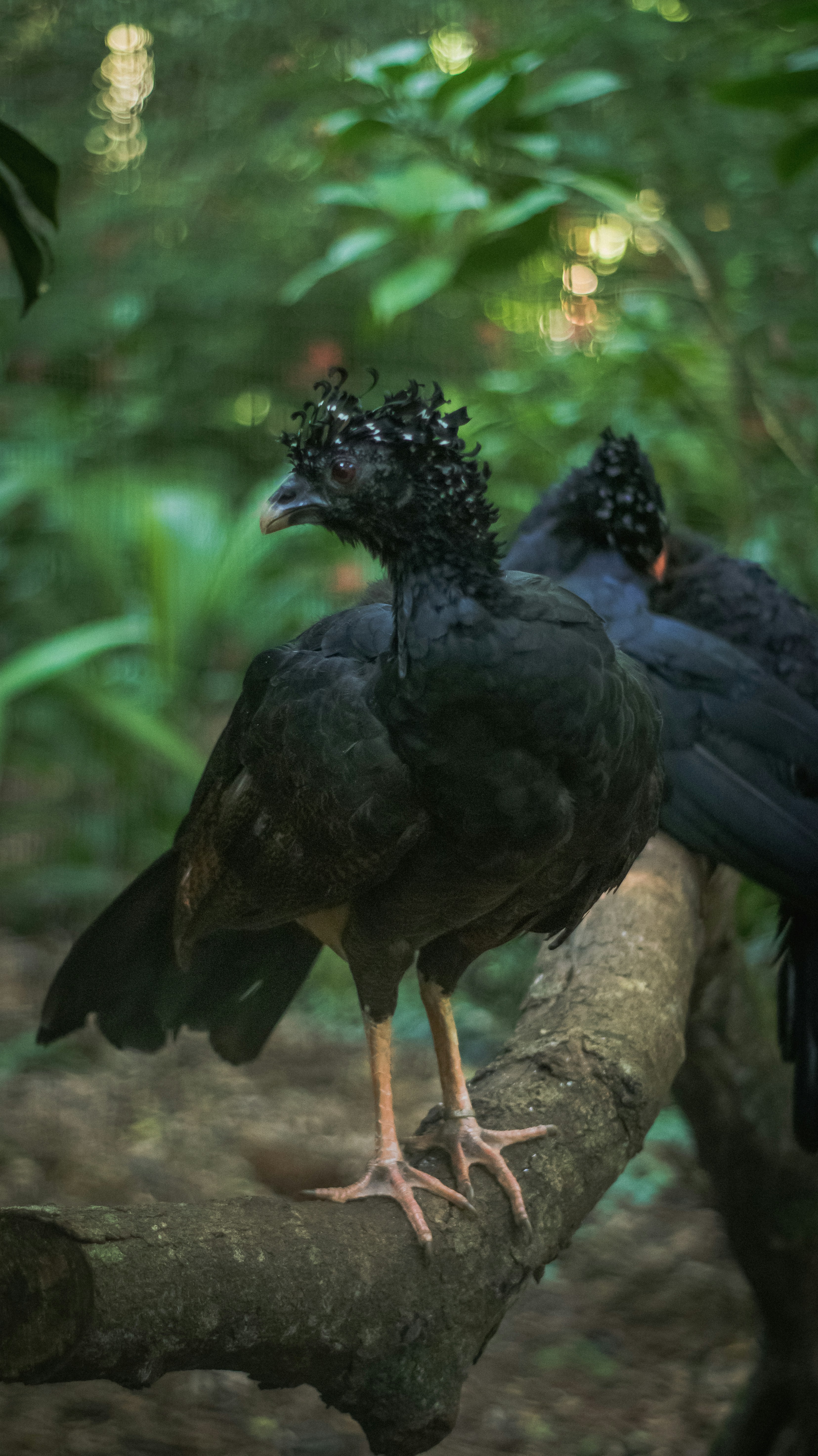 Crested Nightfall: Two Black Birds Perched on a Mossy Branch