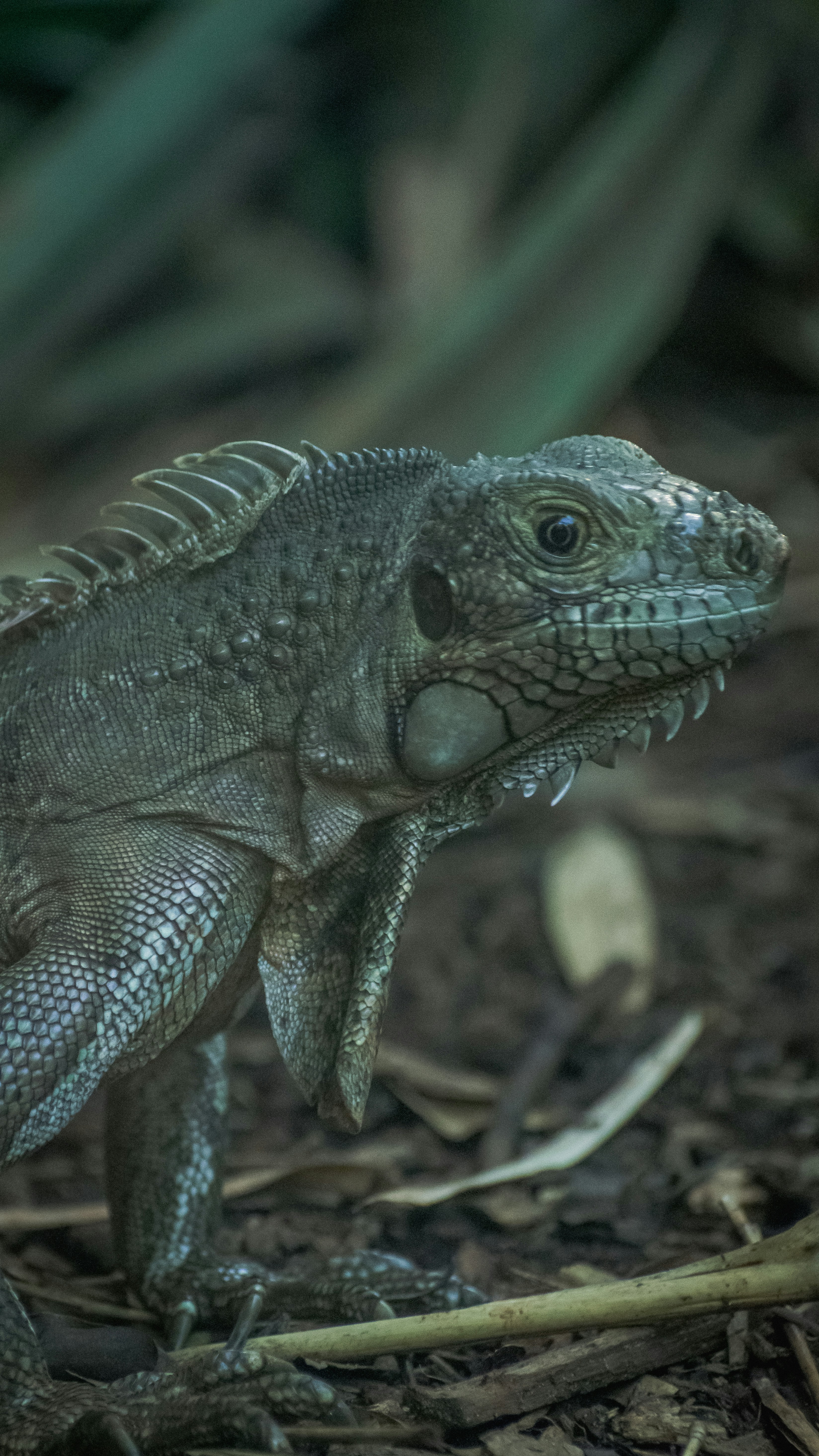 Spine-crest Portrait: A Close-Up of a Green Iguana in Forest Shadow