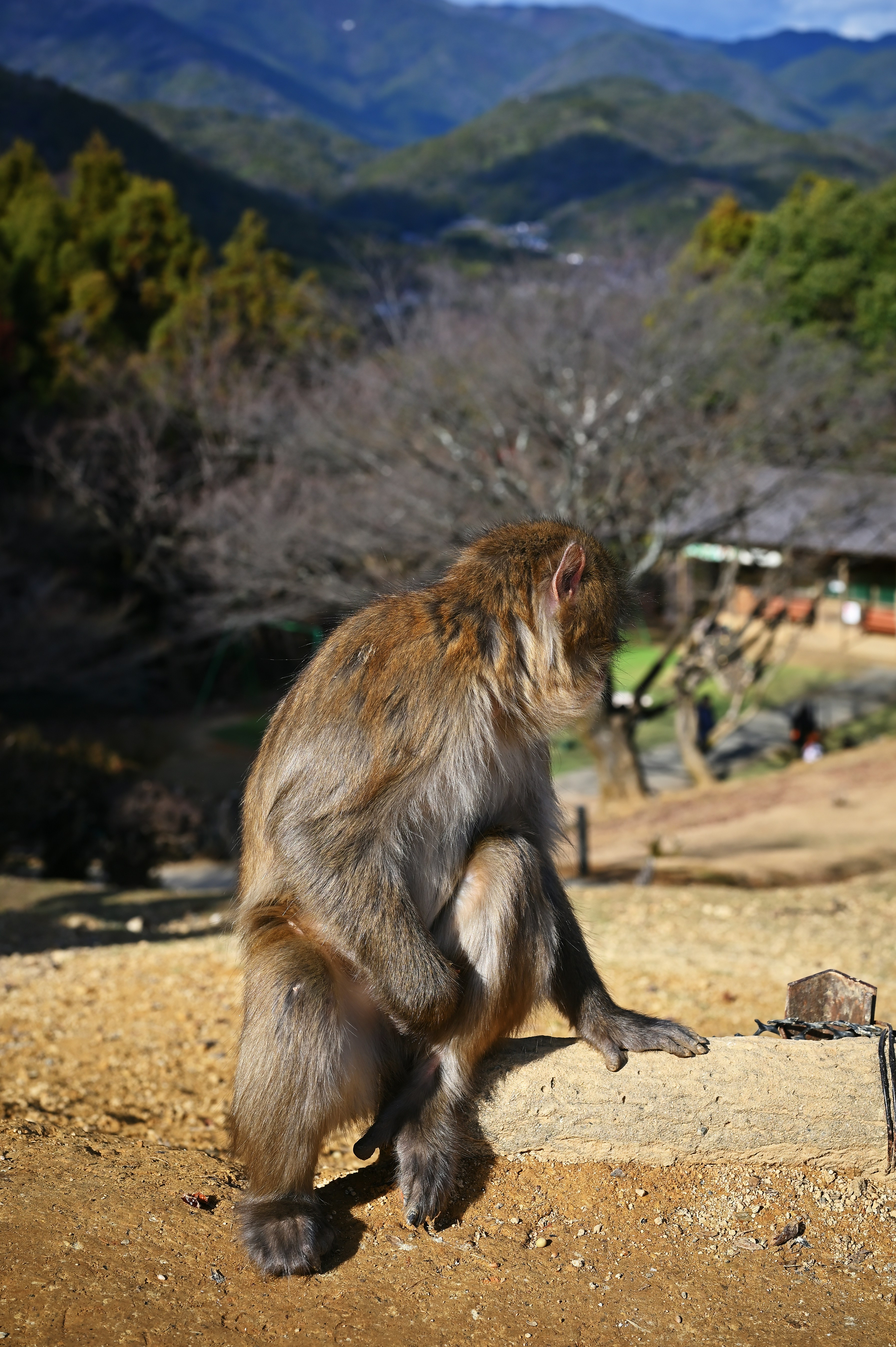 Logside Observer: A brown macaque surveying a sunlit valley