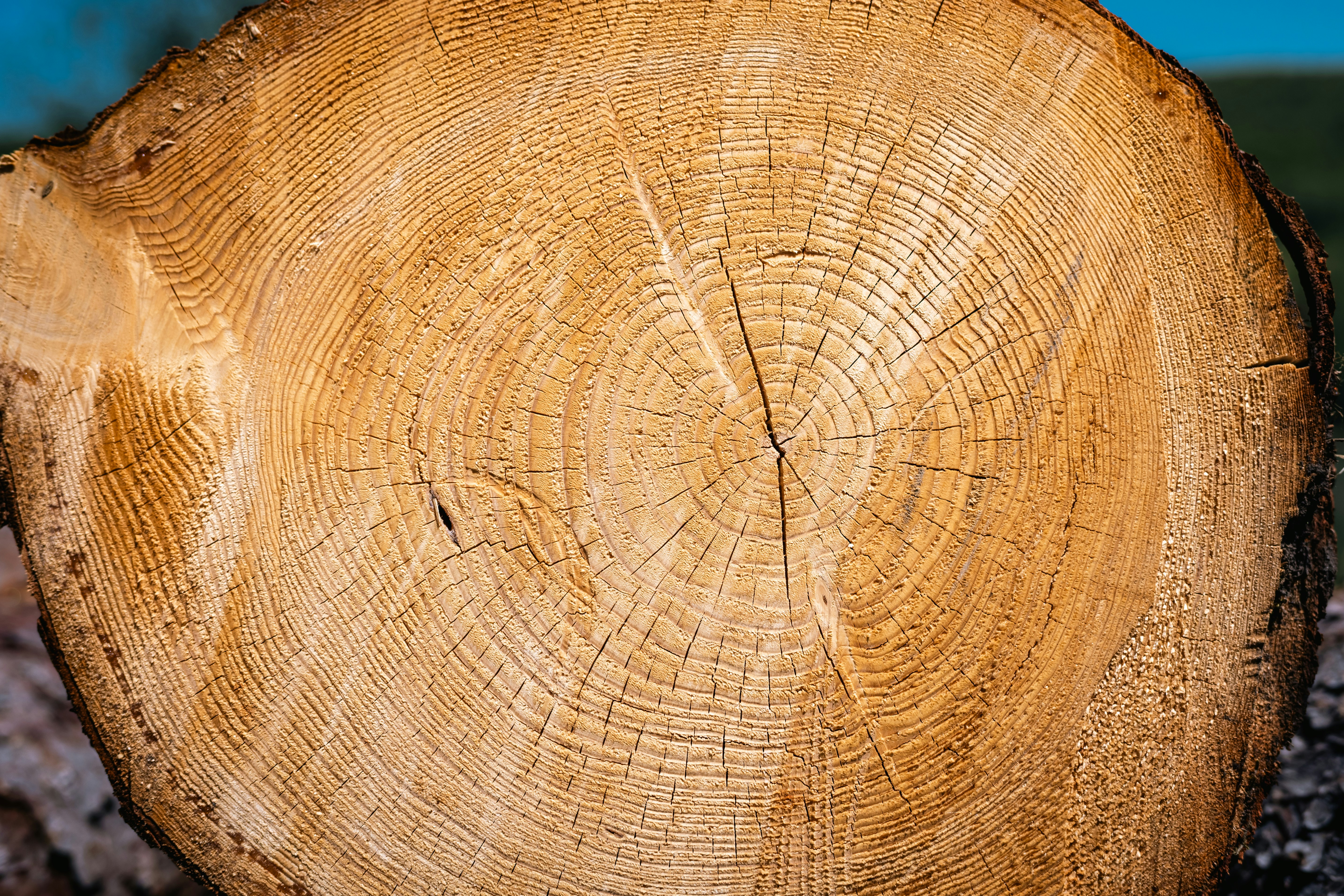 A close-up of a tree stump shows the rings.
