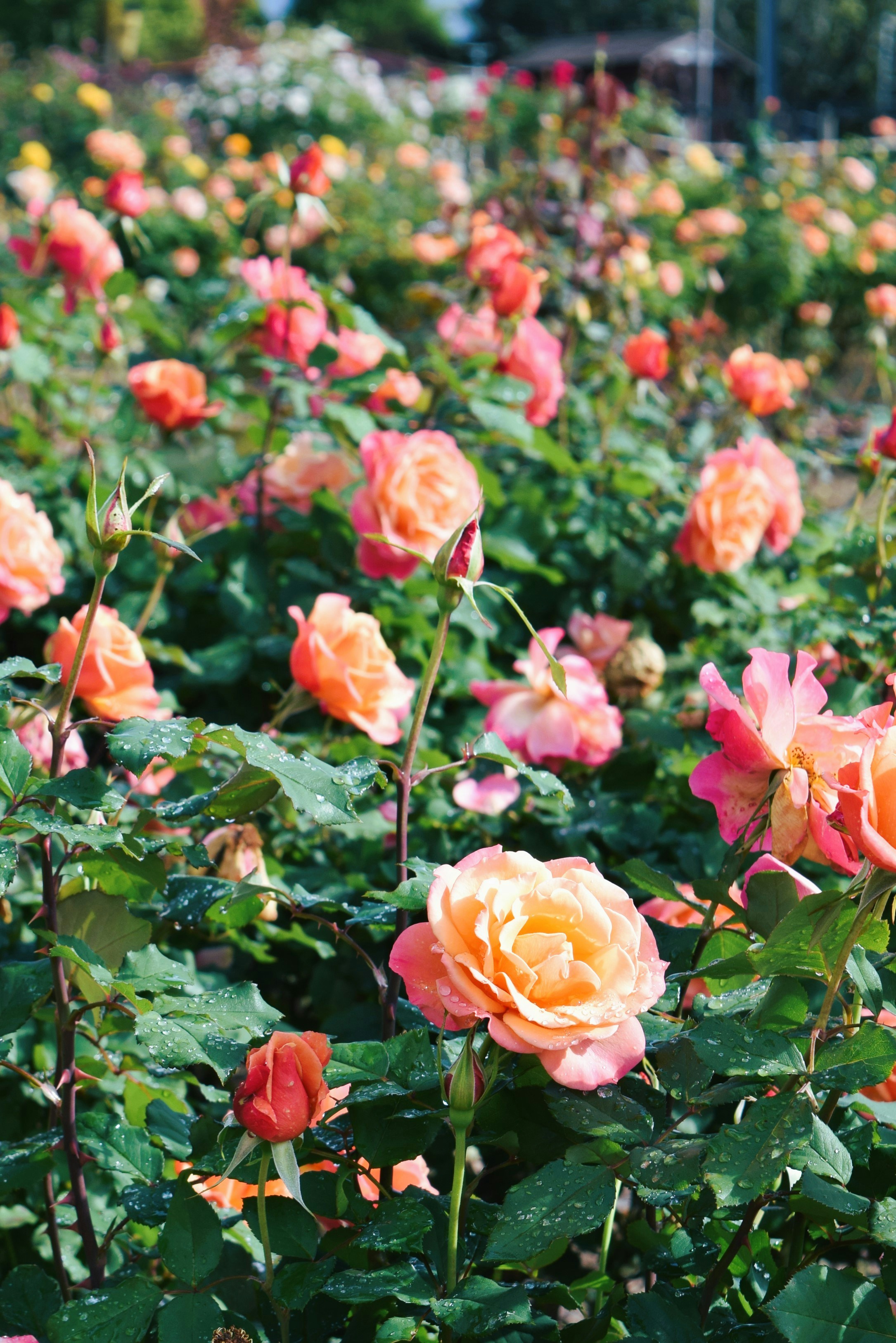 Blush in a Rose Field: A Quiet Bloom Morning