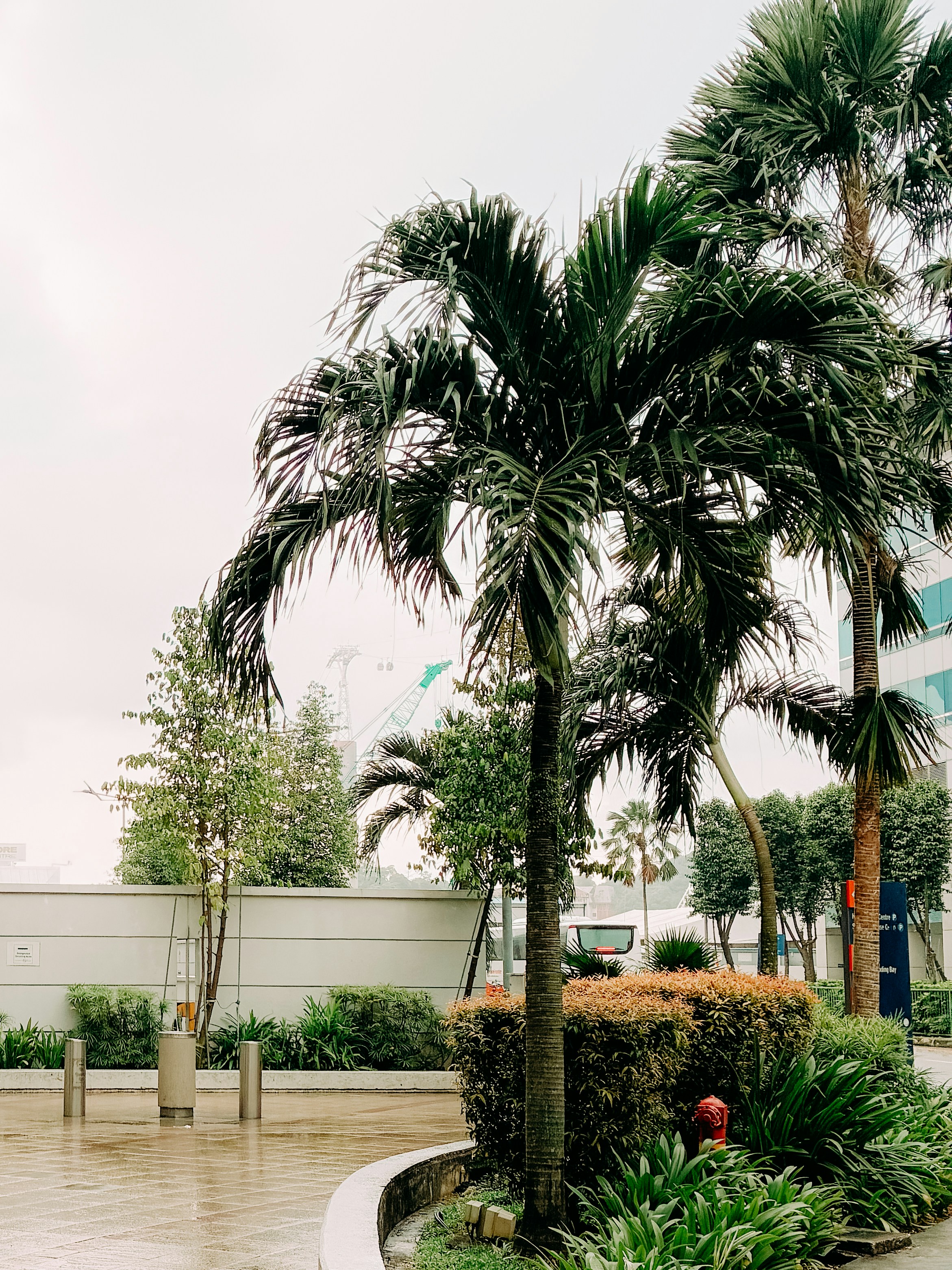 Palm trees in an urban setting on an overcast day.