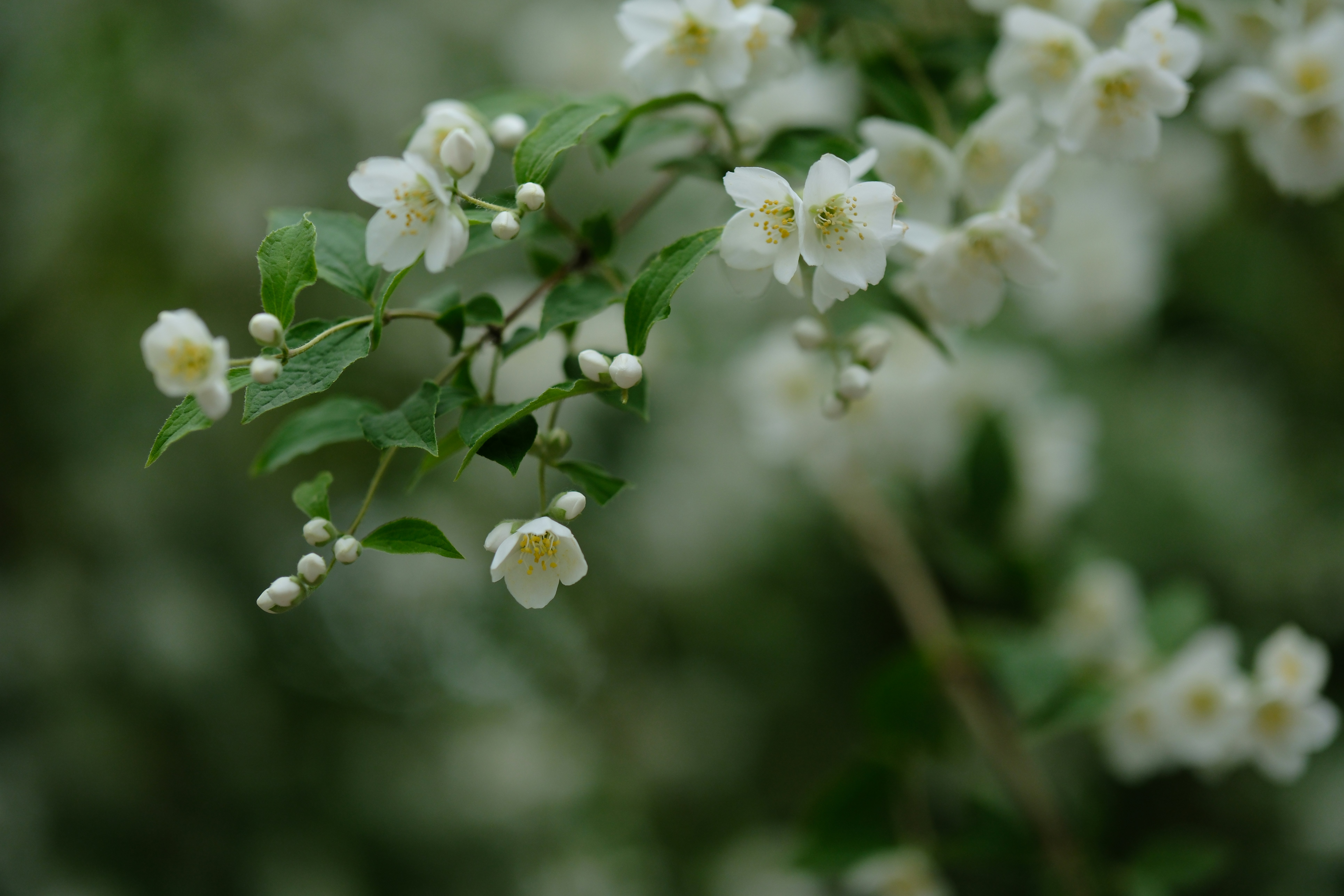 Delicate white flowers blooming on a lush green branch, set against a soft, blurred background. The image captures the essence of nature's renewal.