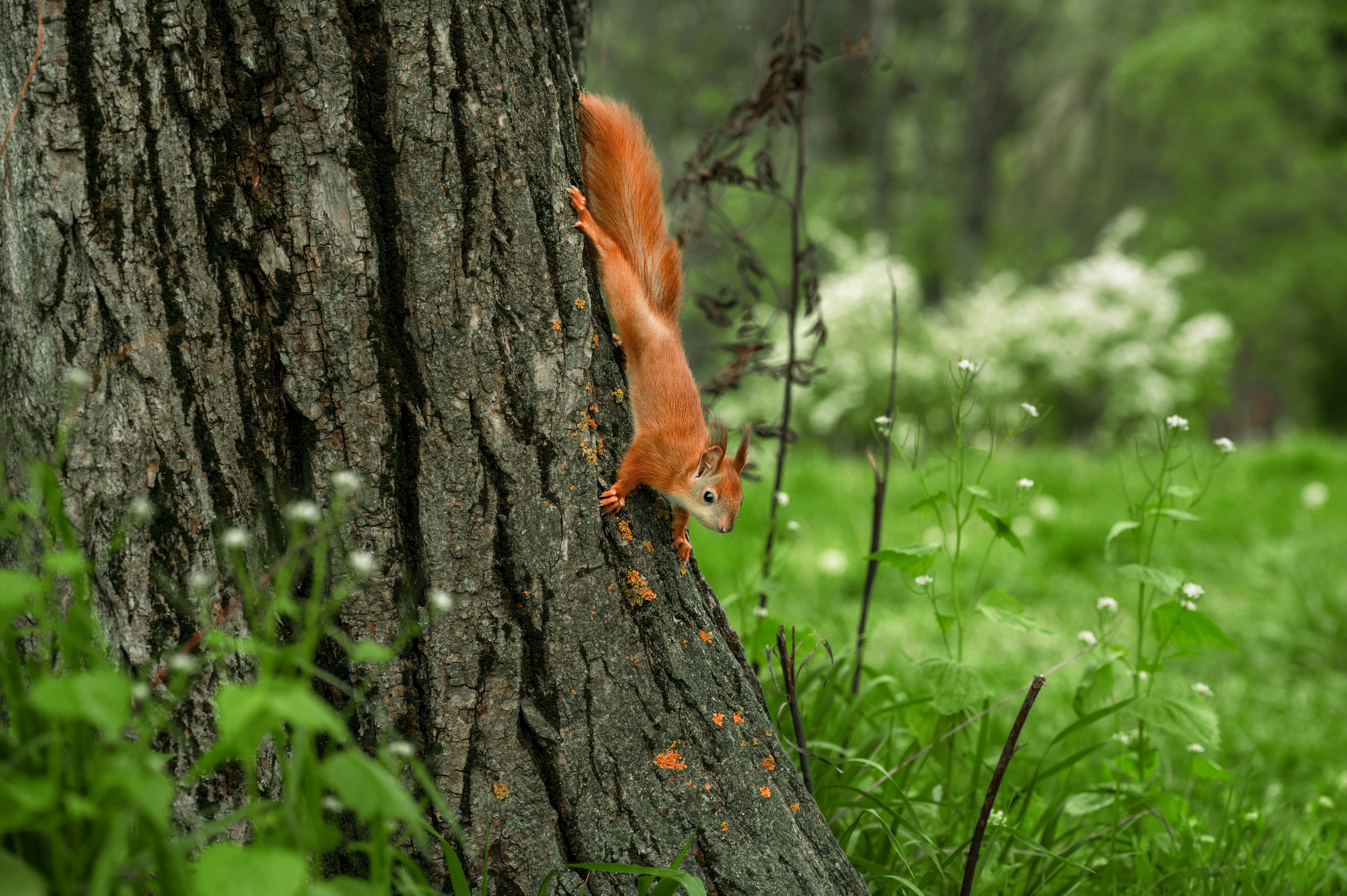 A vibrant red squirrel skillfully navigates the trunk of a tree, surrounded by lush greenery and delicate wildflowers.