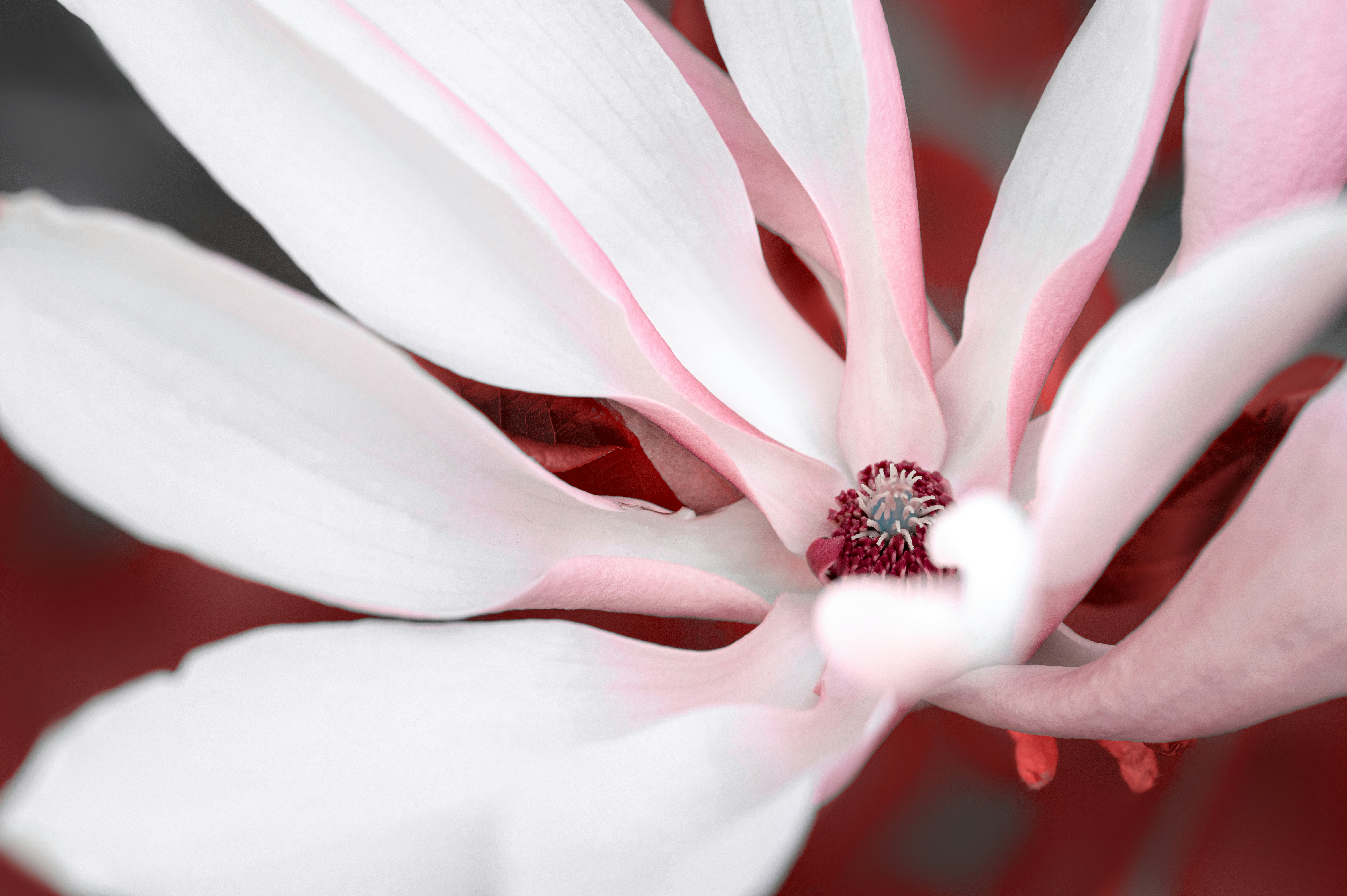 Whispers of Spring: The Magnolia's Embrace