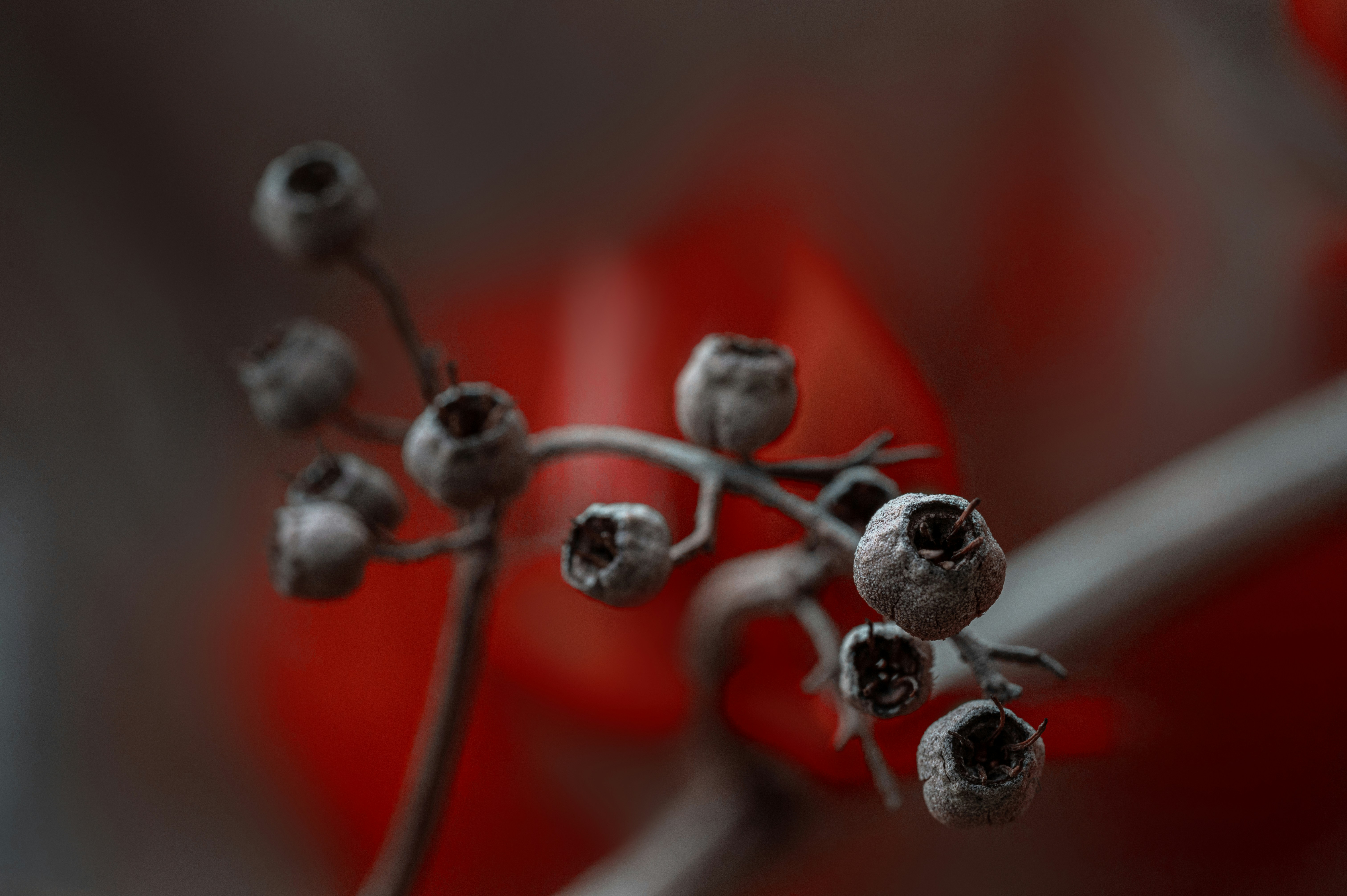 Frosted Berries Against a Crimson Bokeh