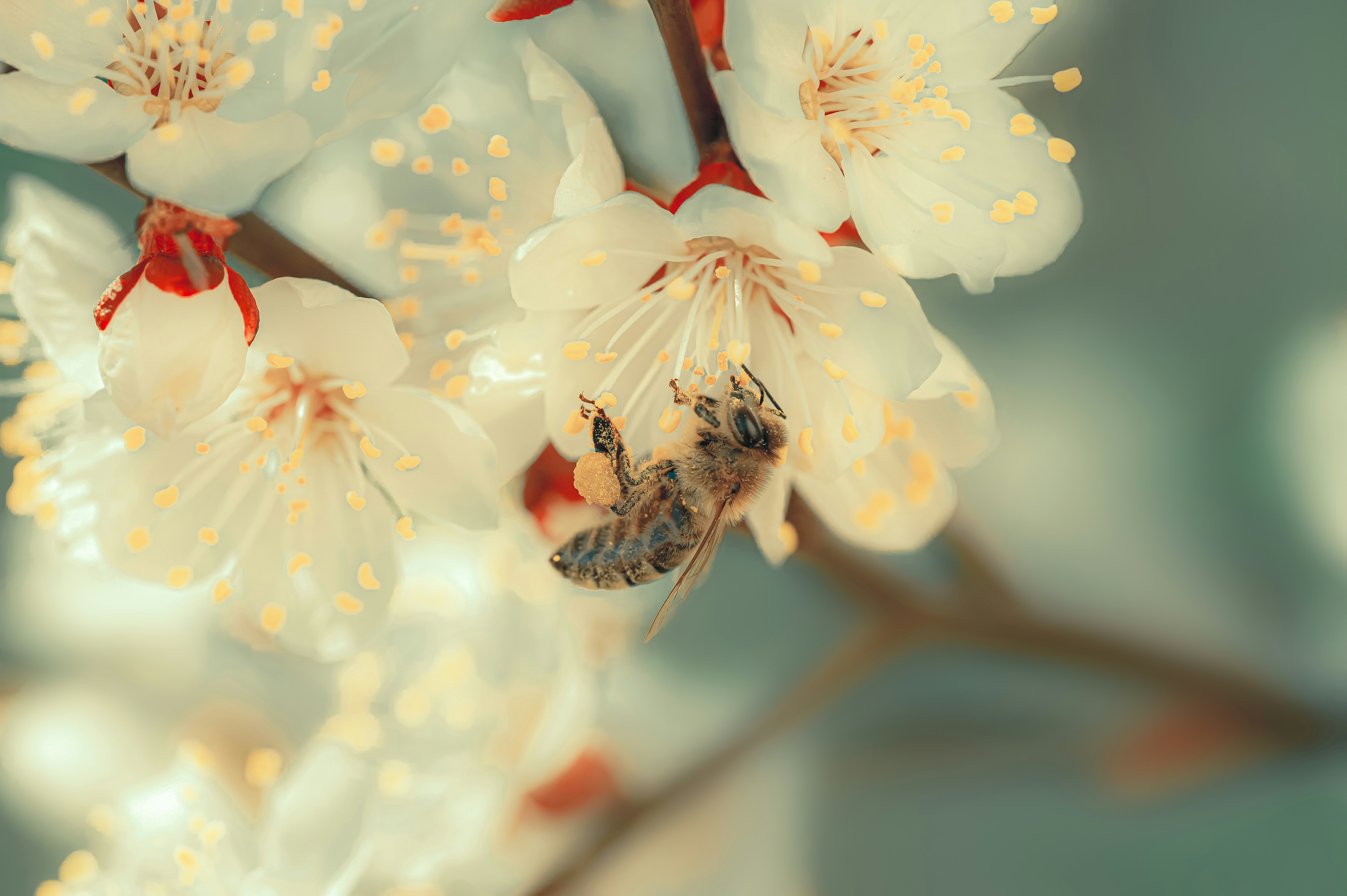 Bee on White Plum Blossoms: Micro-World in Soft Spring Light