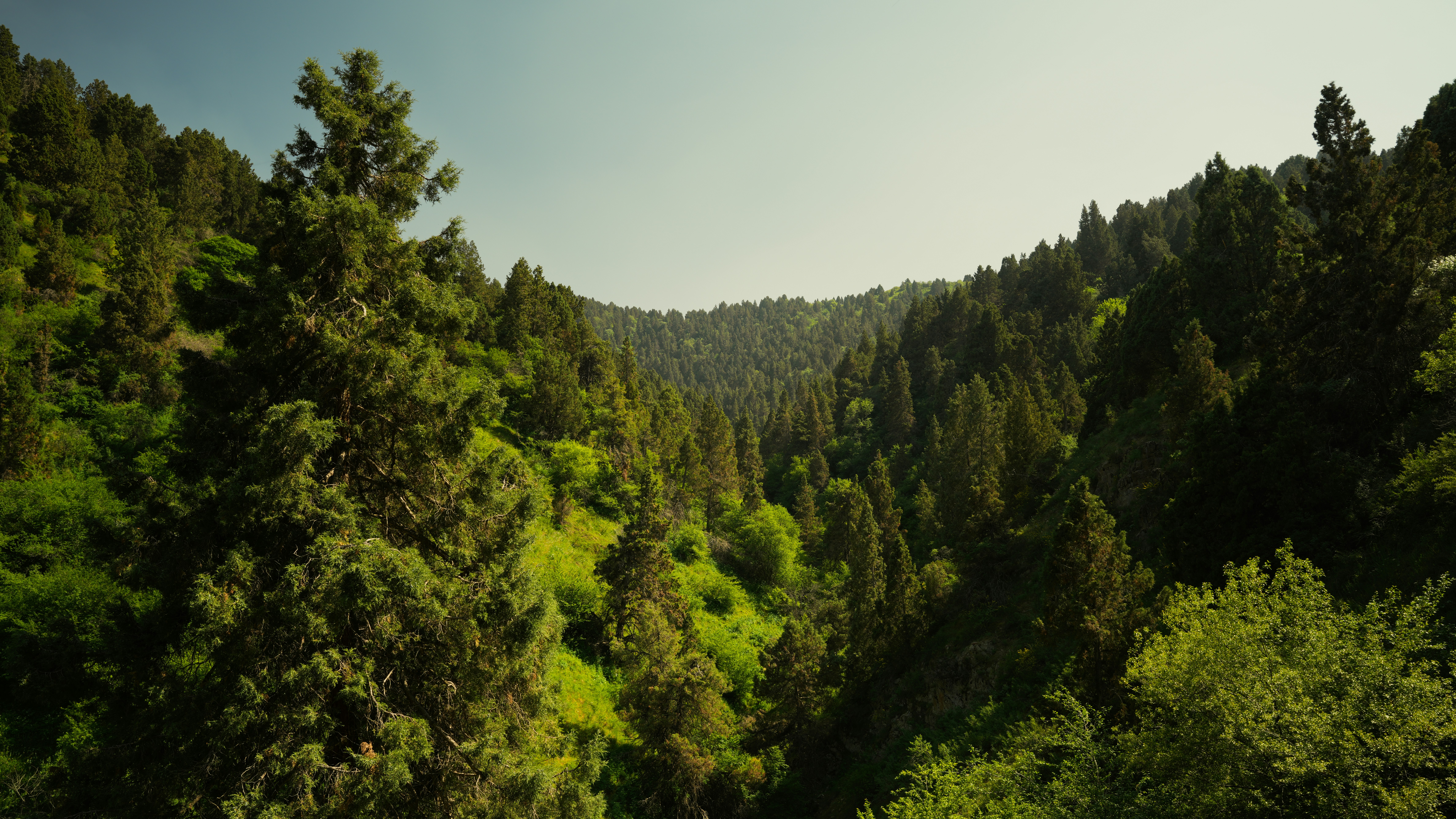 Lush green forest covers the landscape. photo – Free Wallpaper Image on ...