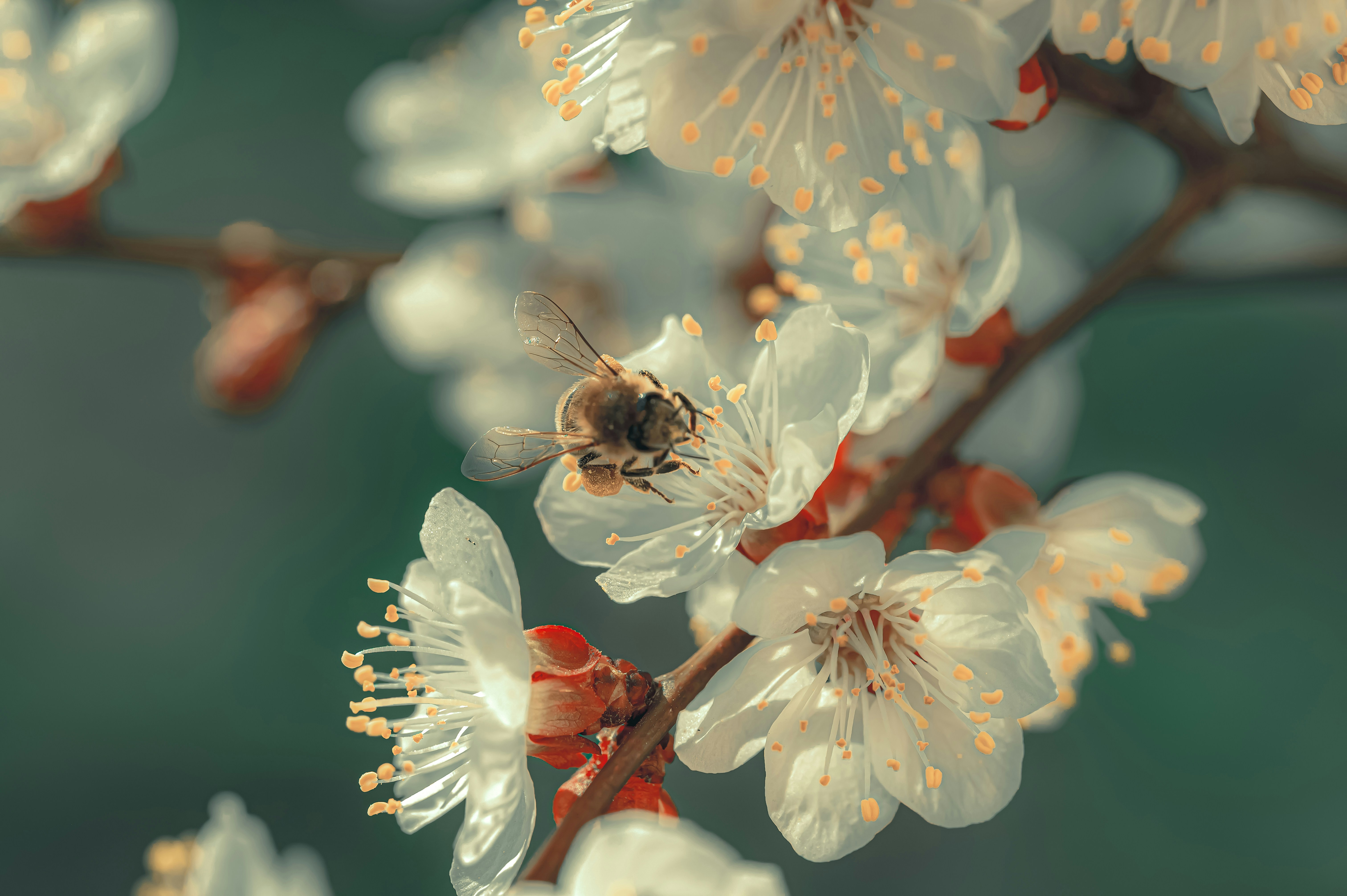 Bee in Focus Among White Blossoms: A Macro Moment of Spring Light