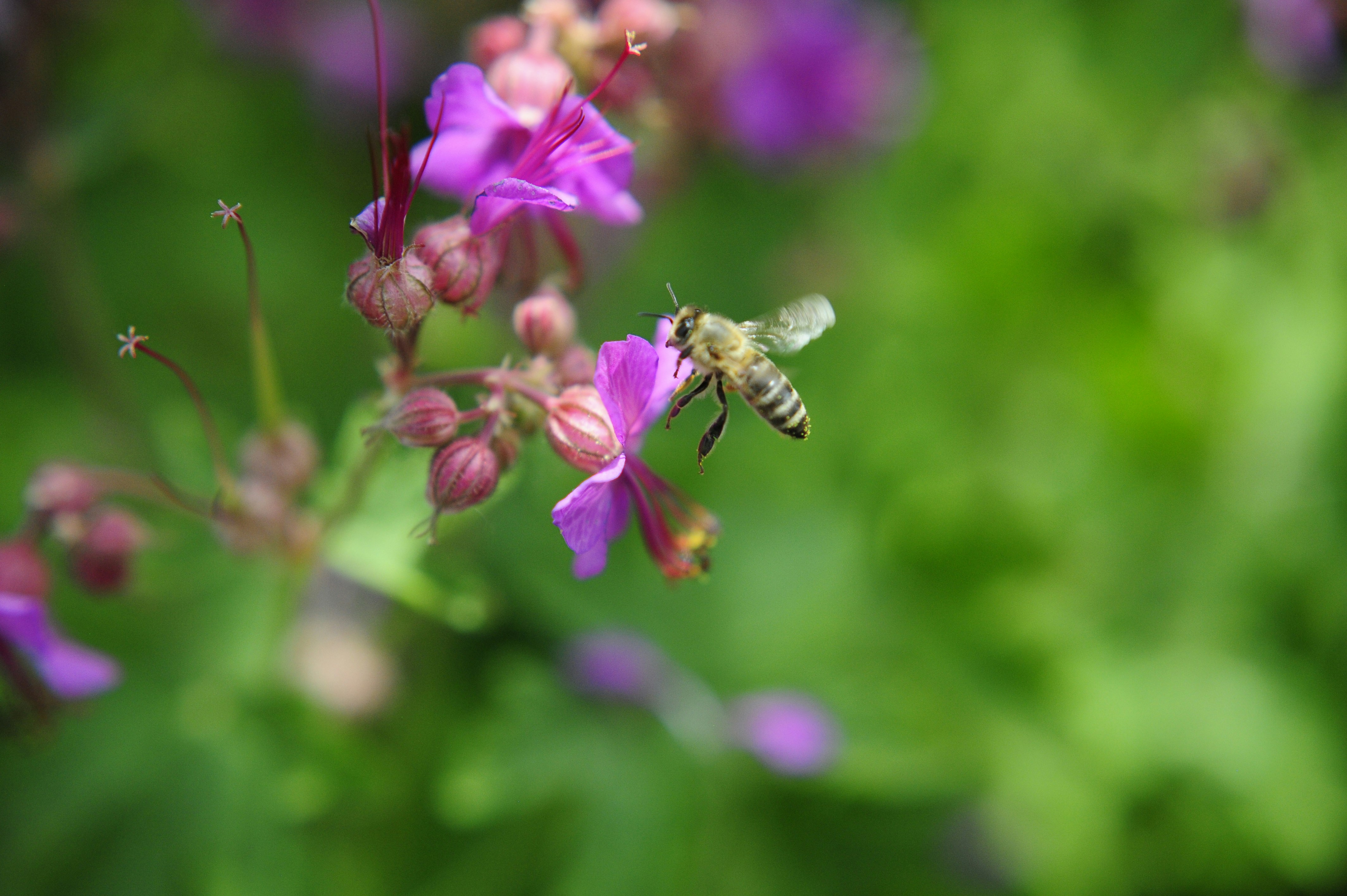 Buzz in the Pink: A Bee Hovering Among Delicate Blooms