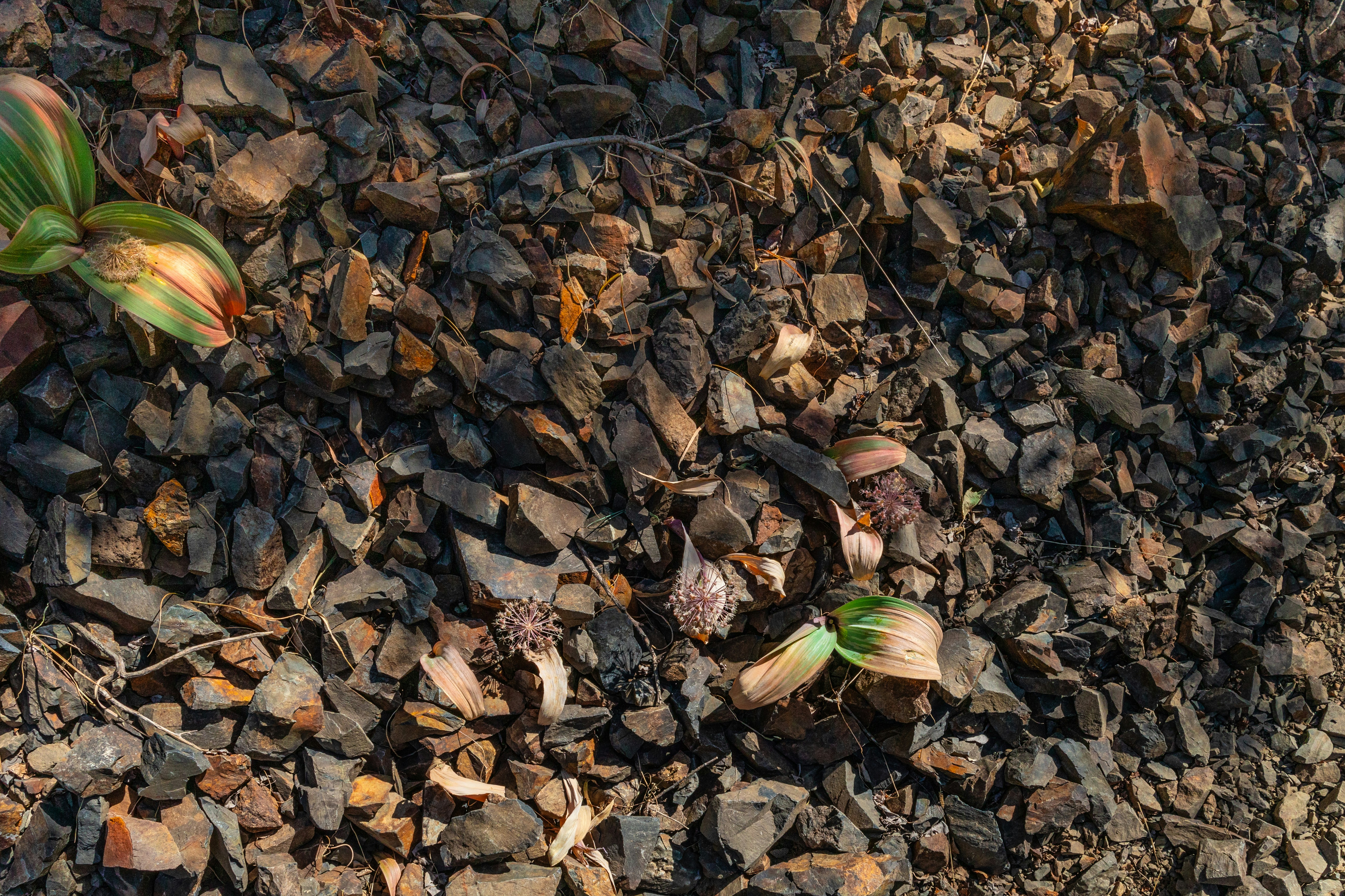 Nature's Resilience: Life Amongst the Stones