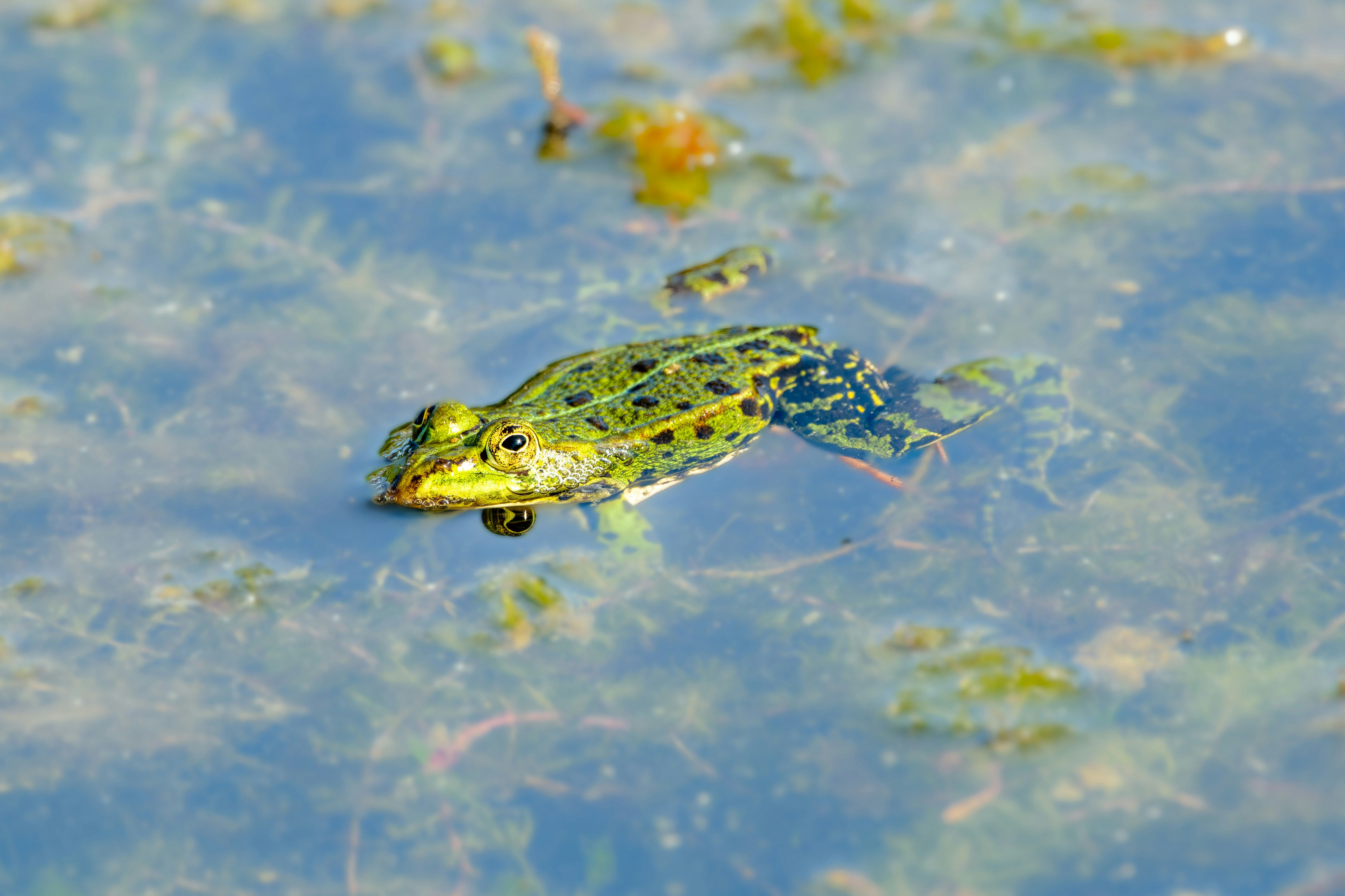 Photo by Siegfried Poepperl with Nikon Z8