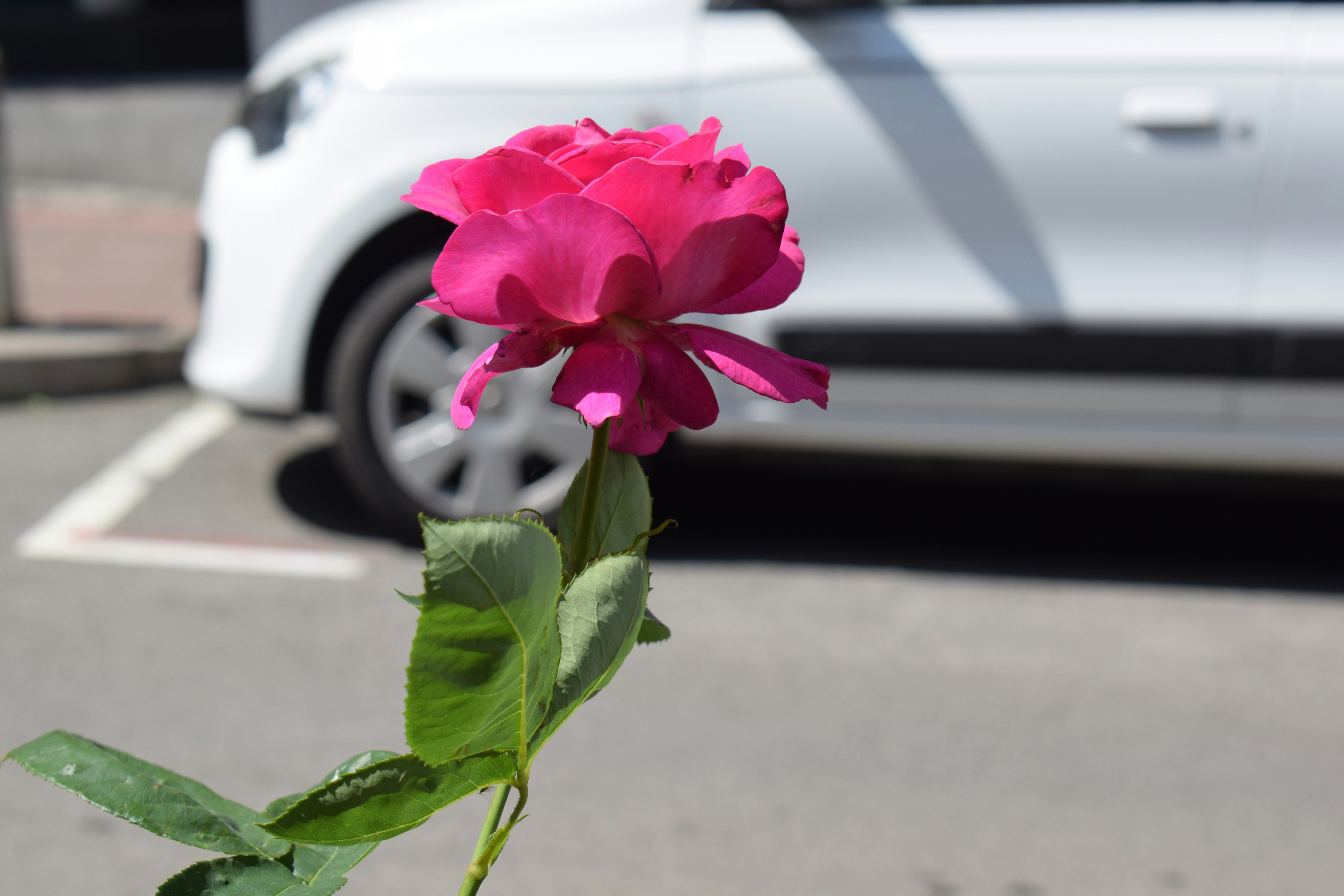 Rose on the Road: a close-up bloom against a blurred urban tableau