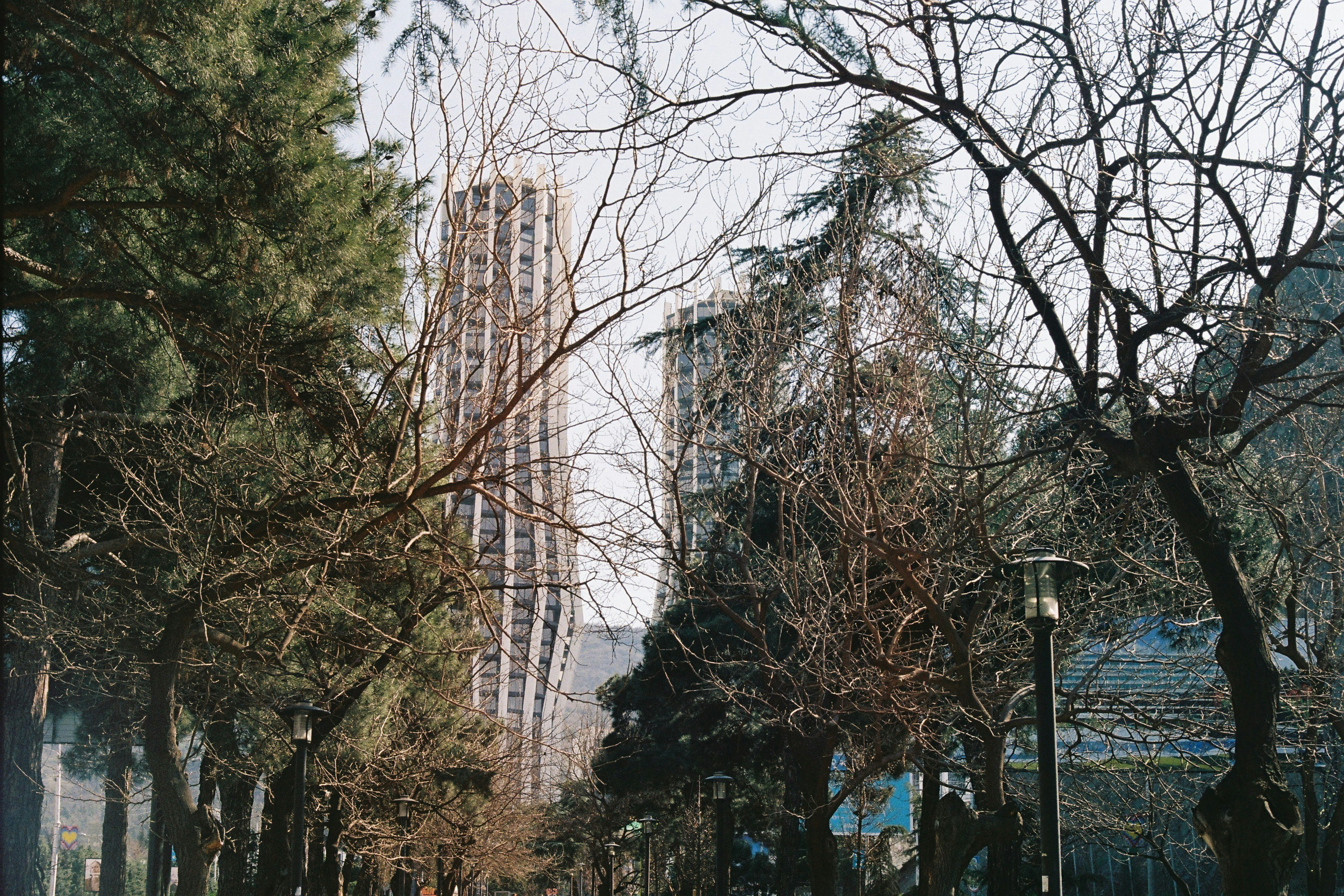 Urban Canopy: Nature Meets Modernity