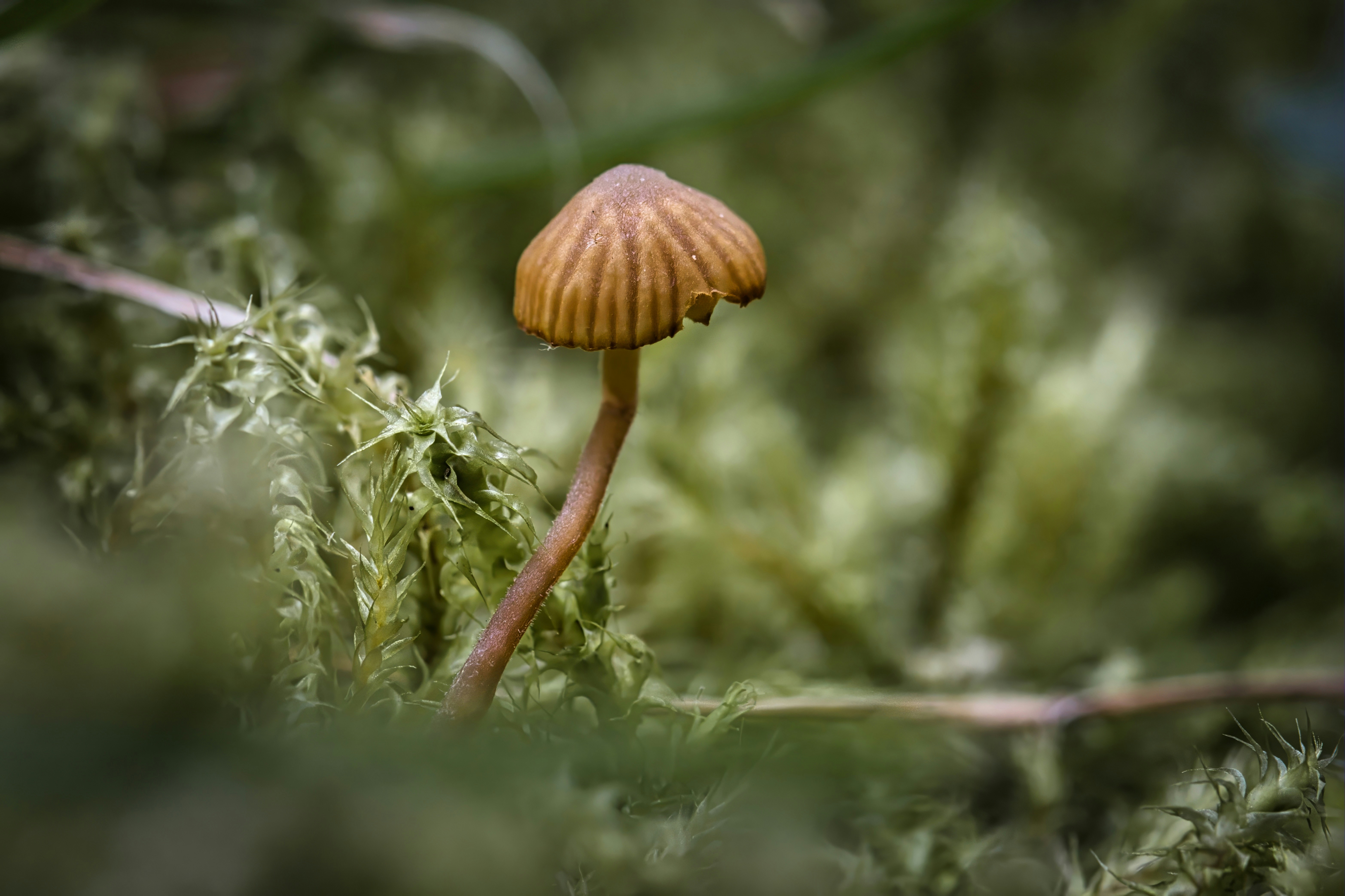 Amber Cap Rising Through Moss: A Quiet Macro Portrait
