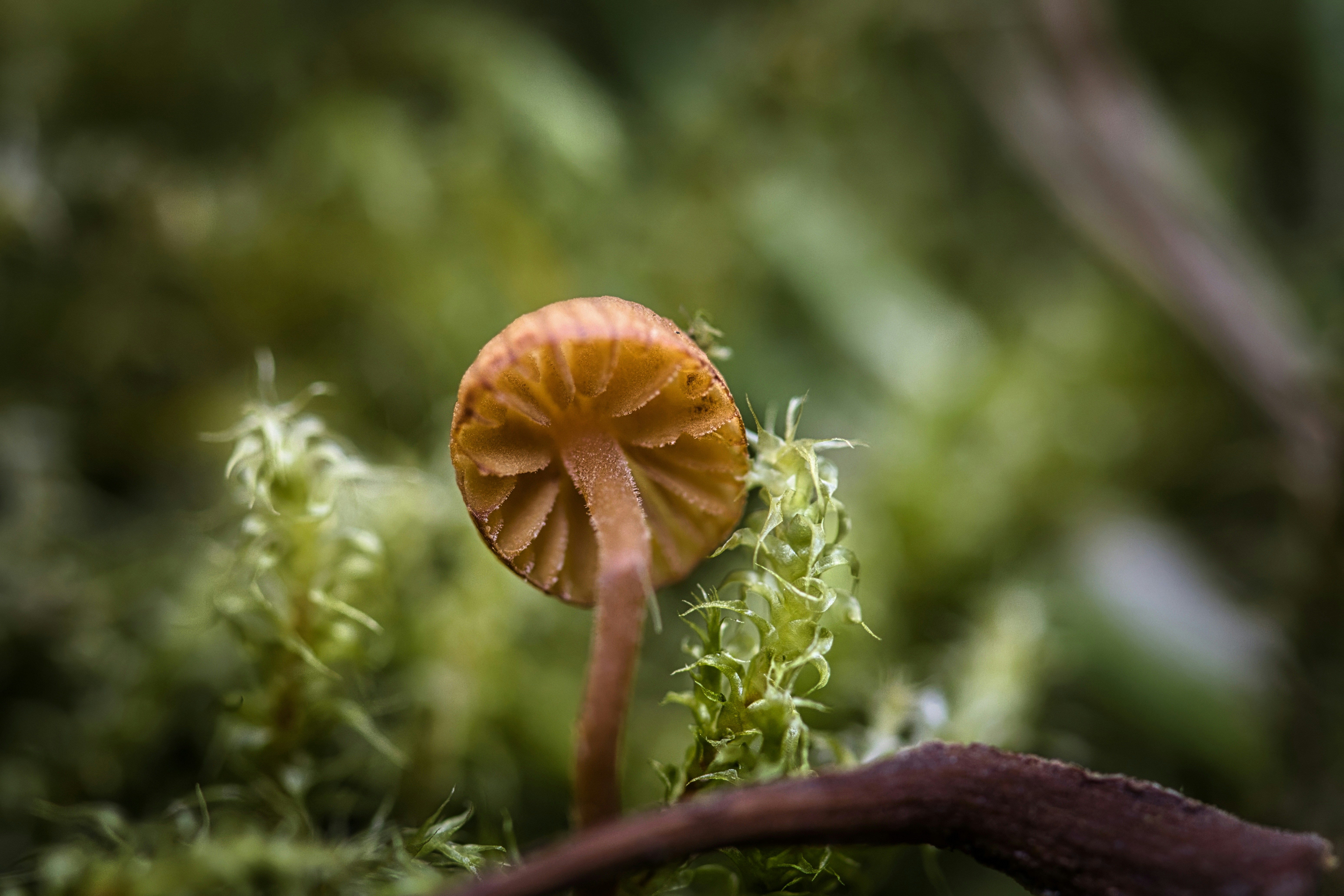 Tiny Crown: a lone mushroom crowned by moss in a forest nook
