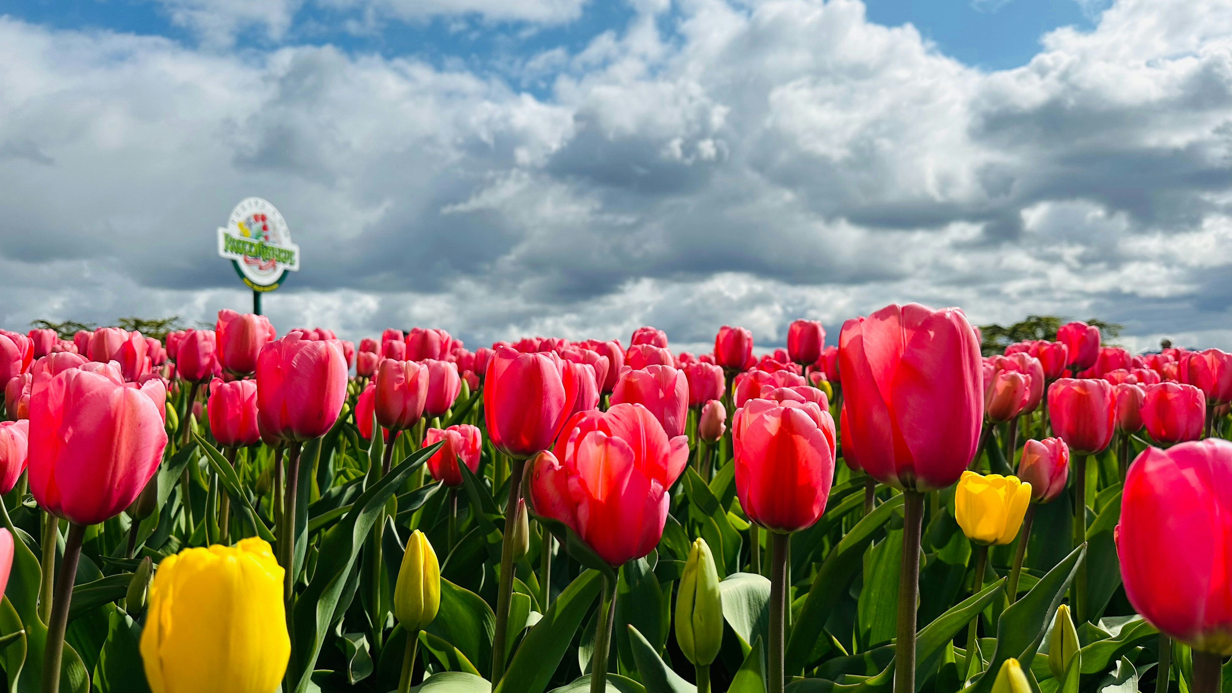 Aditya Chittella (@chittella) | Unsplashフォトコミュニティ