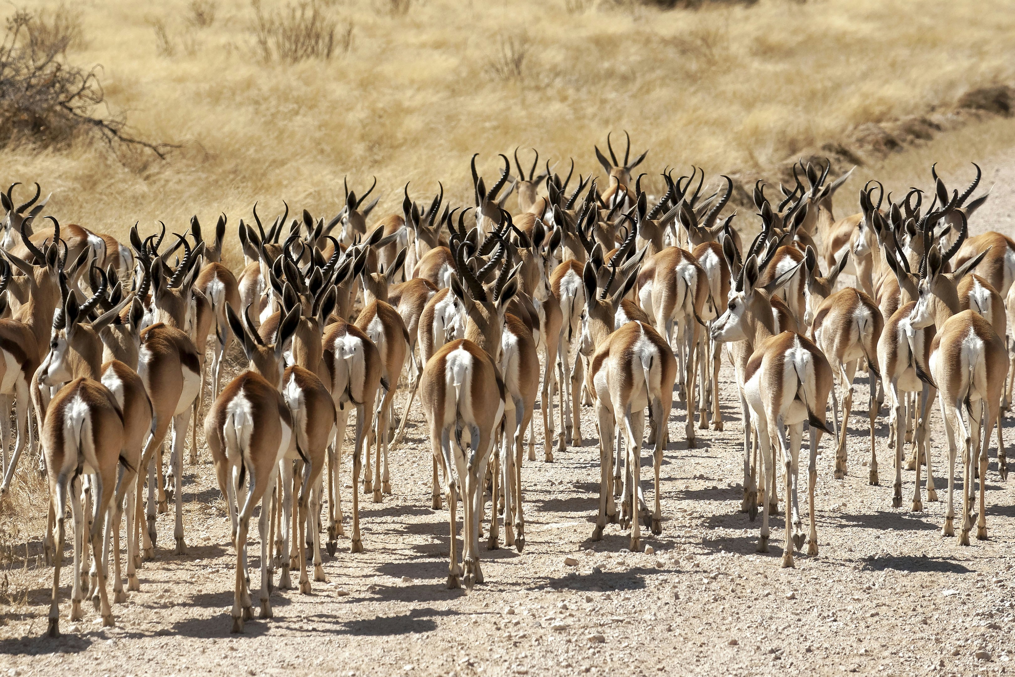 Herd of Springbok marching toward the horizon