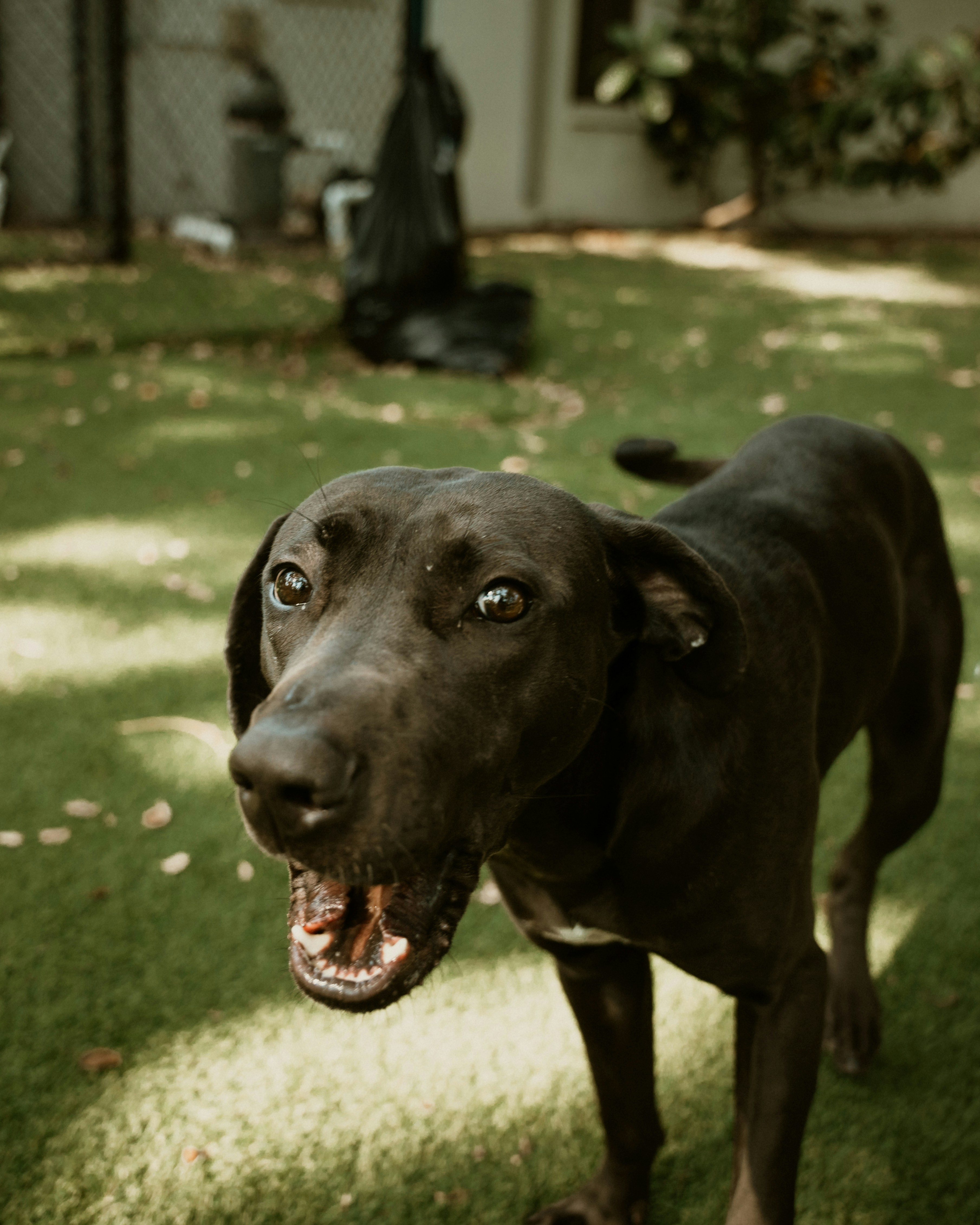 A black dog with its mouth open.