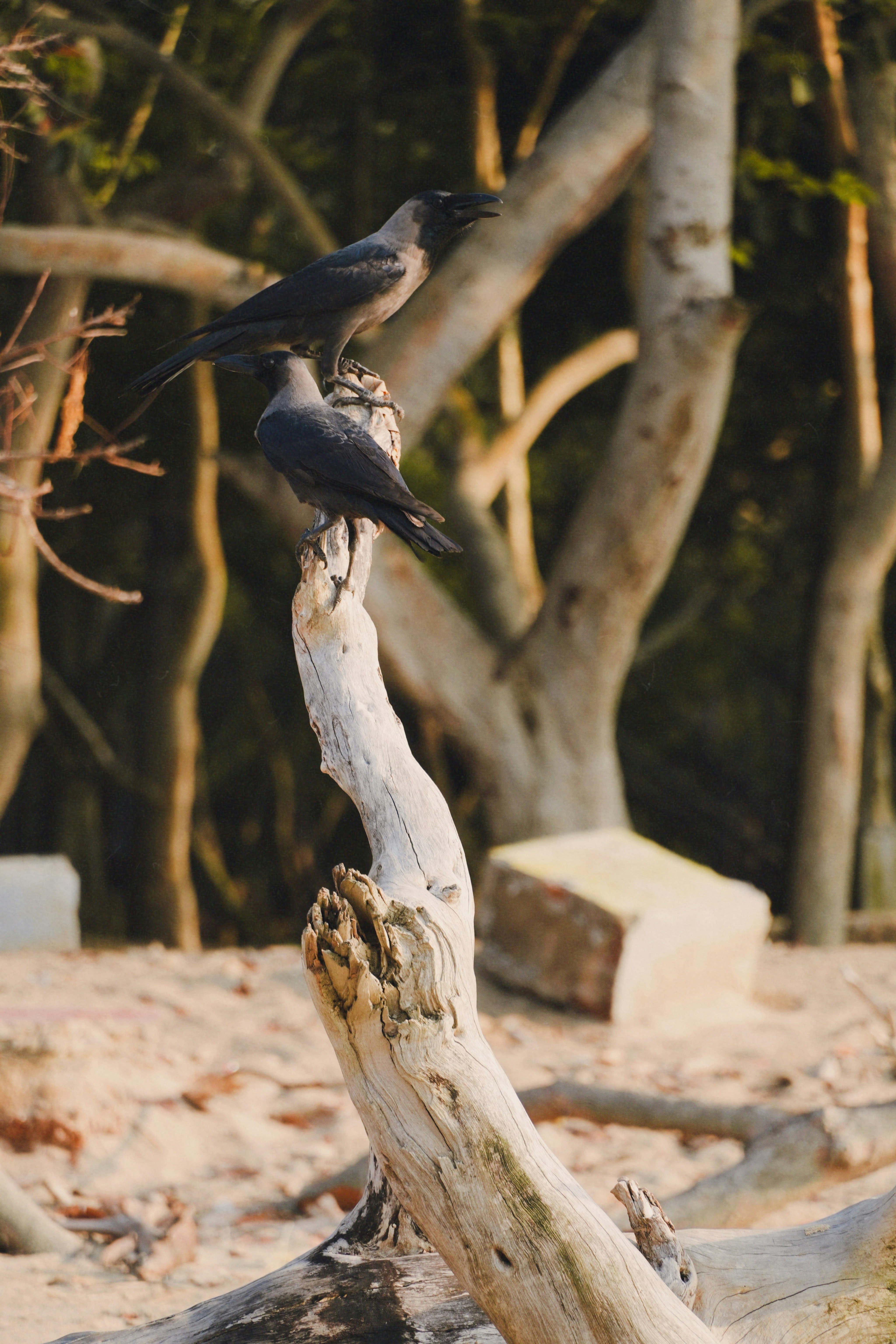 Two crows Perched on a Weathered Branch in a Sunlit Woodland