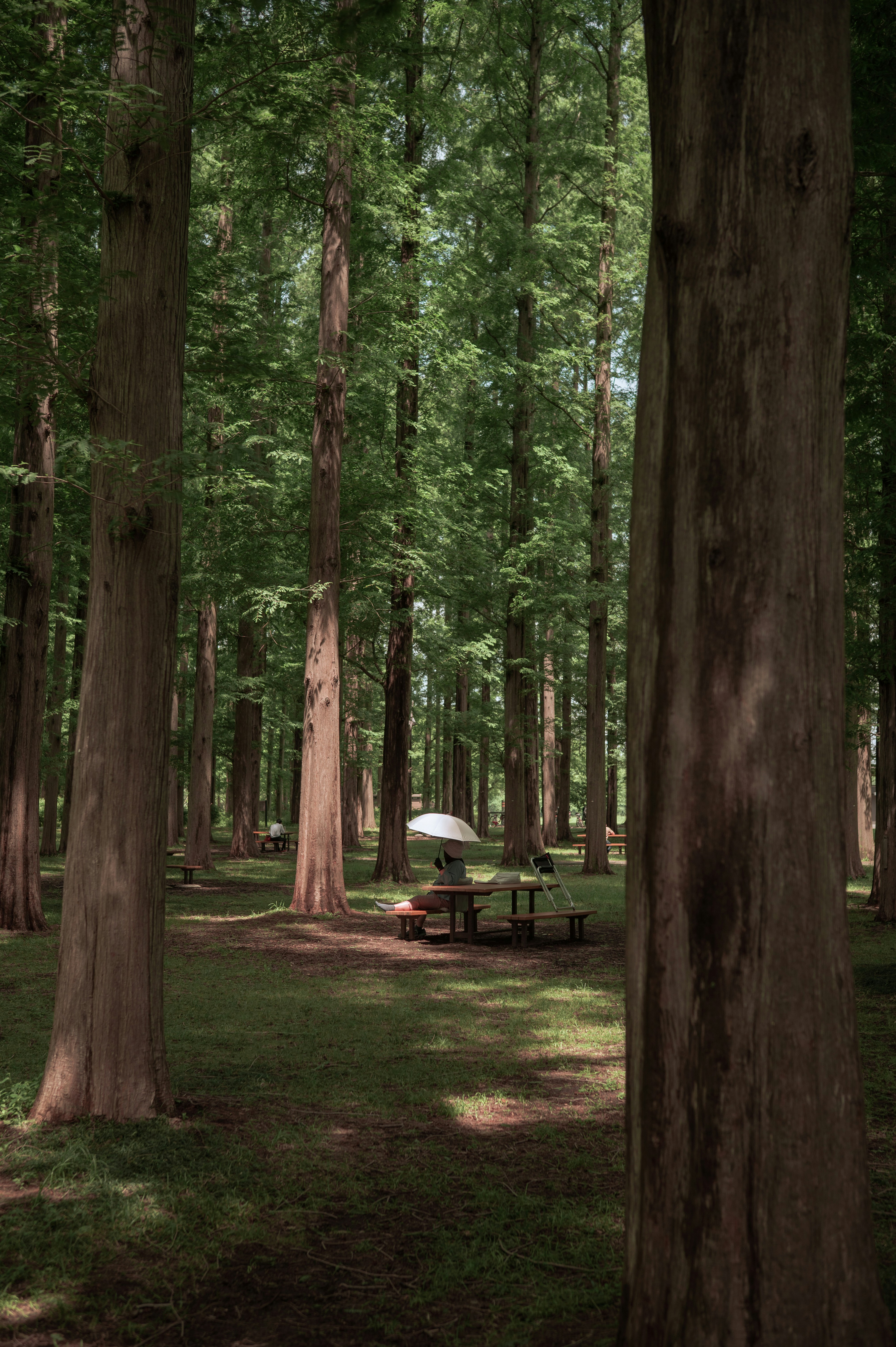 Photo by Ryunosuke Kikuno with Nikon Z6 II
