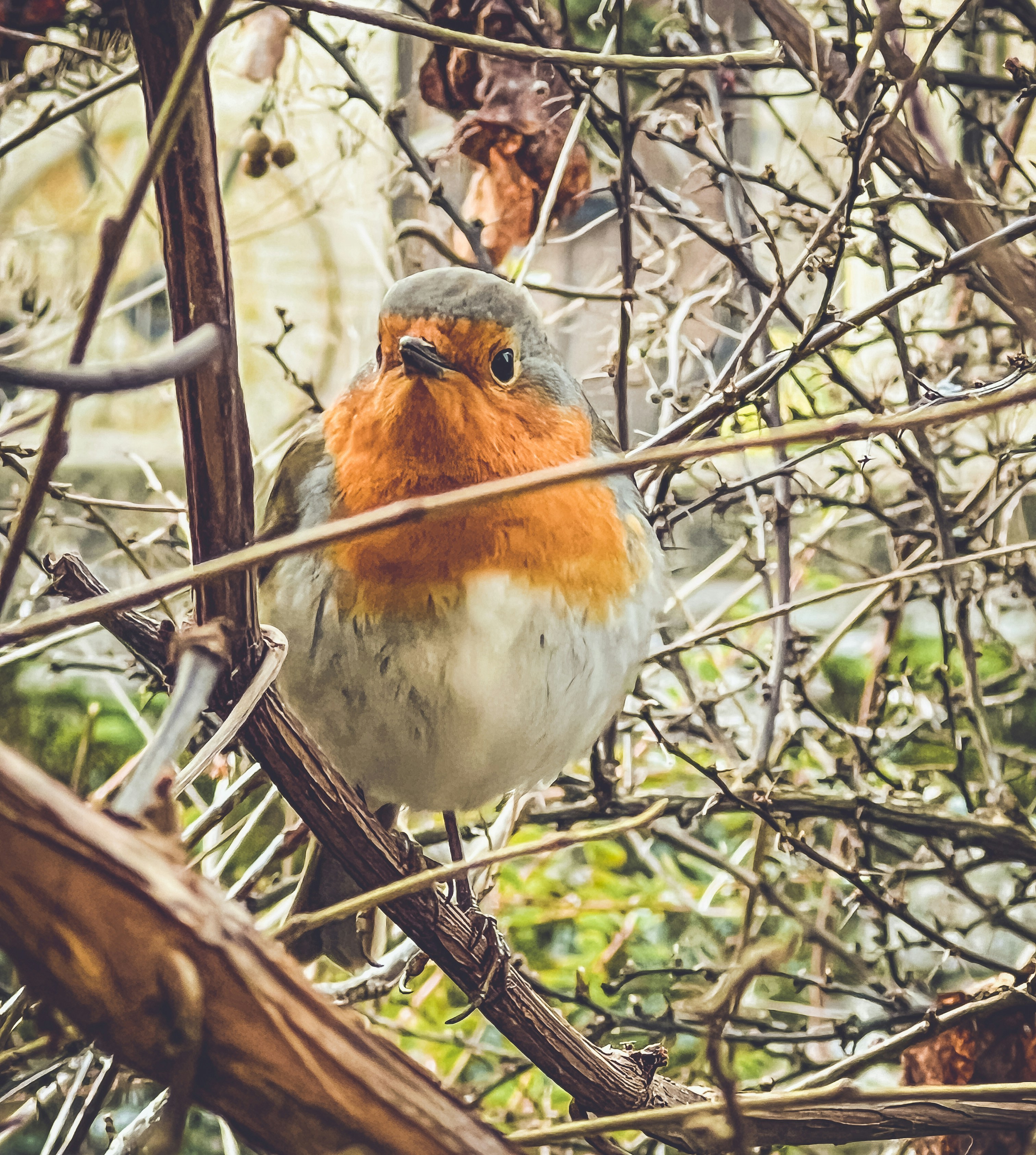 Robin in a tangled thicket: close-up of a chestnut-bellied bird amid twigs