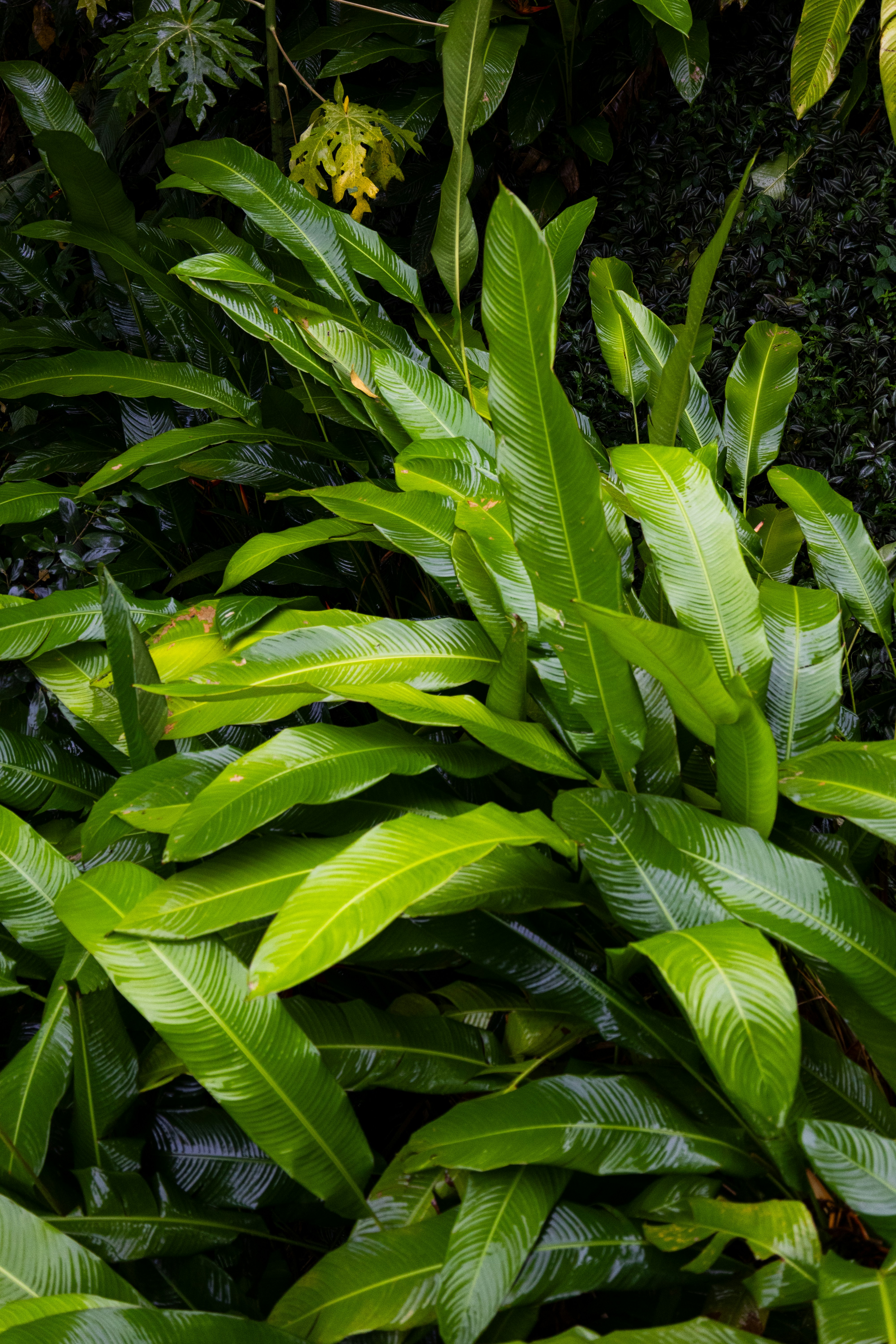 Lime Vein Mosaic: A Close-Up of Glossy Tropical Leaves