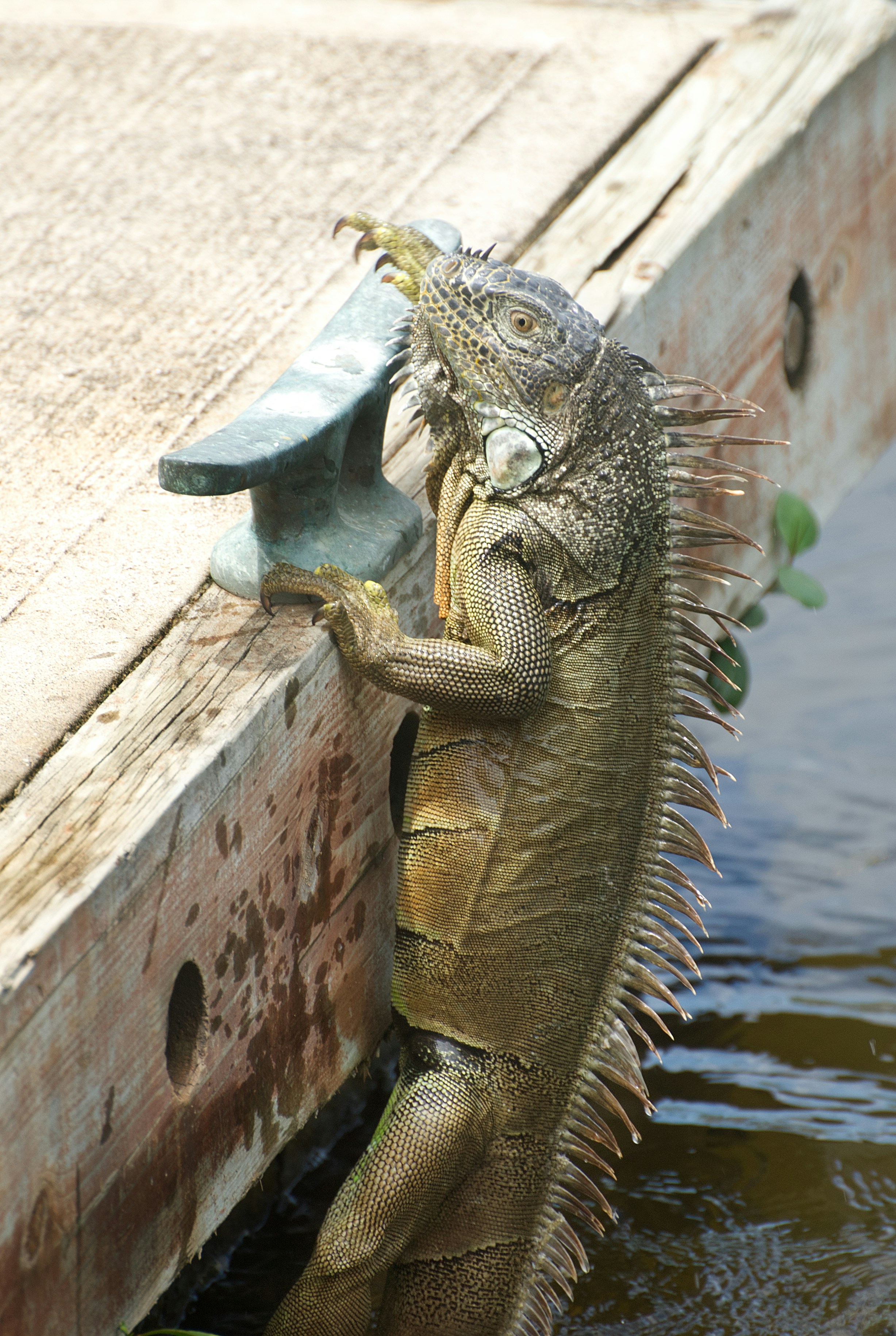 Iguana at the Brink: Clinging to a Weathered Dock