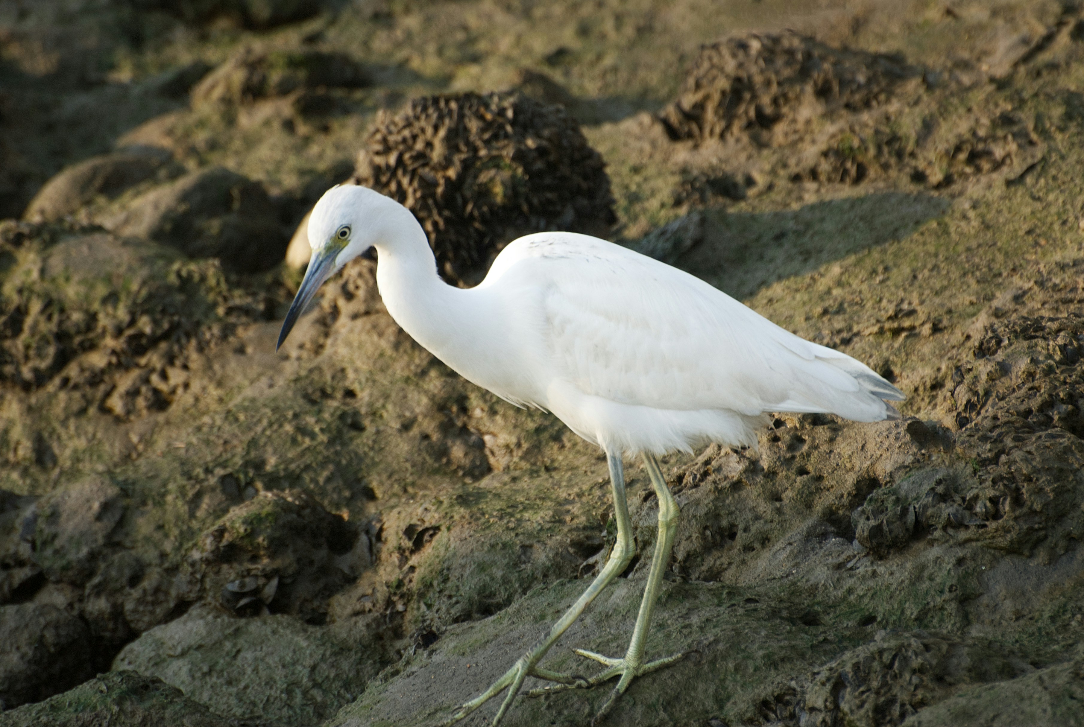A white heron poised gracefully on the rocky shore, scanning the surroundings for its next meal. The natural habitat adds texture and depth to the scene.