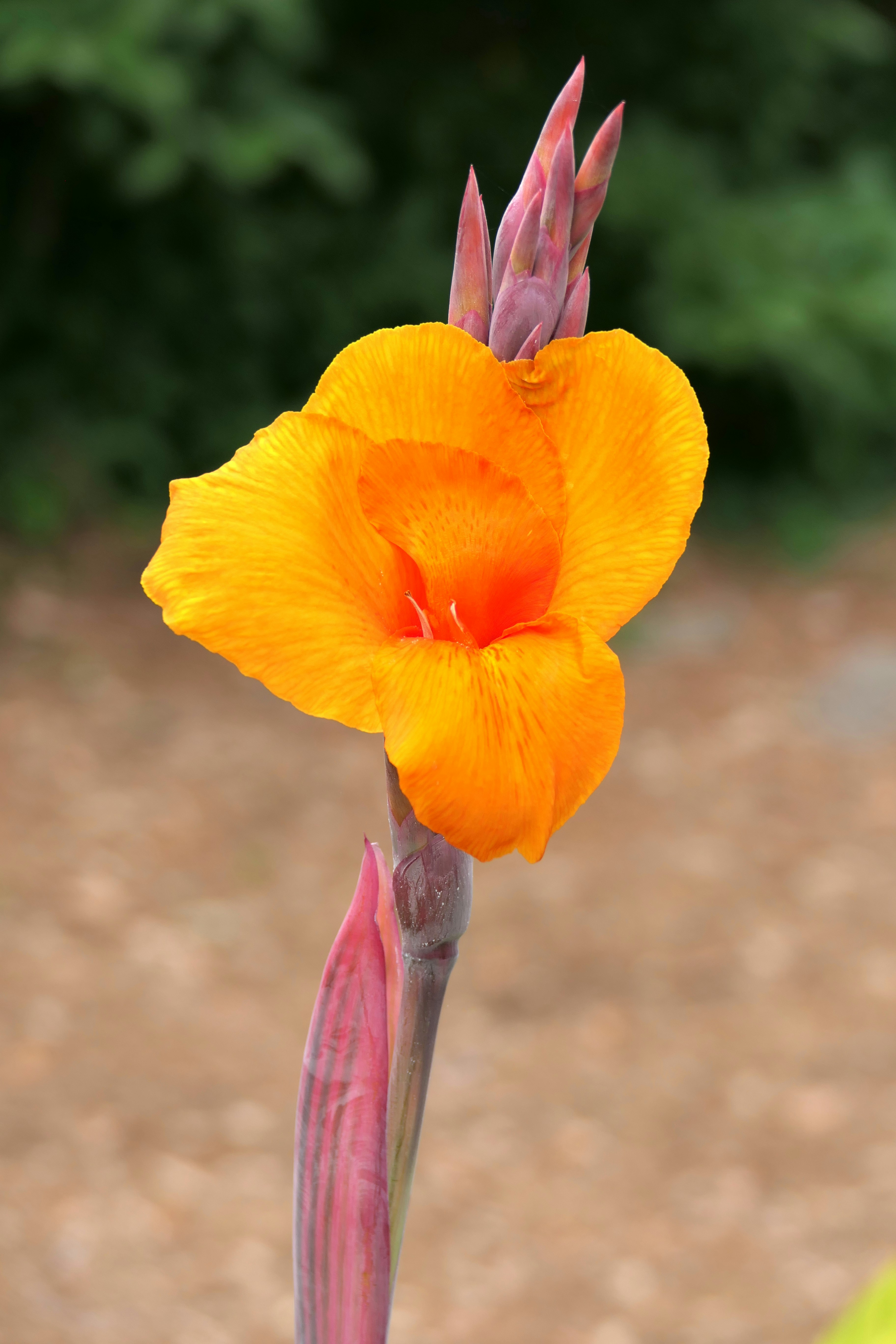 Canna flower in full bloom