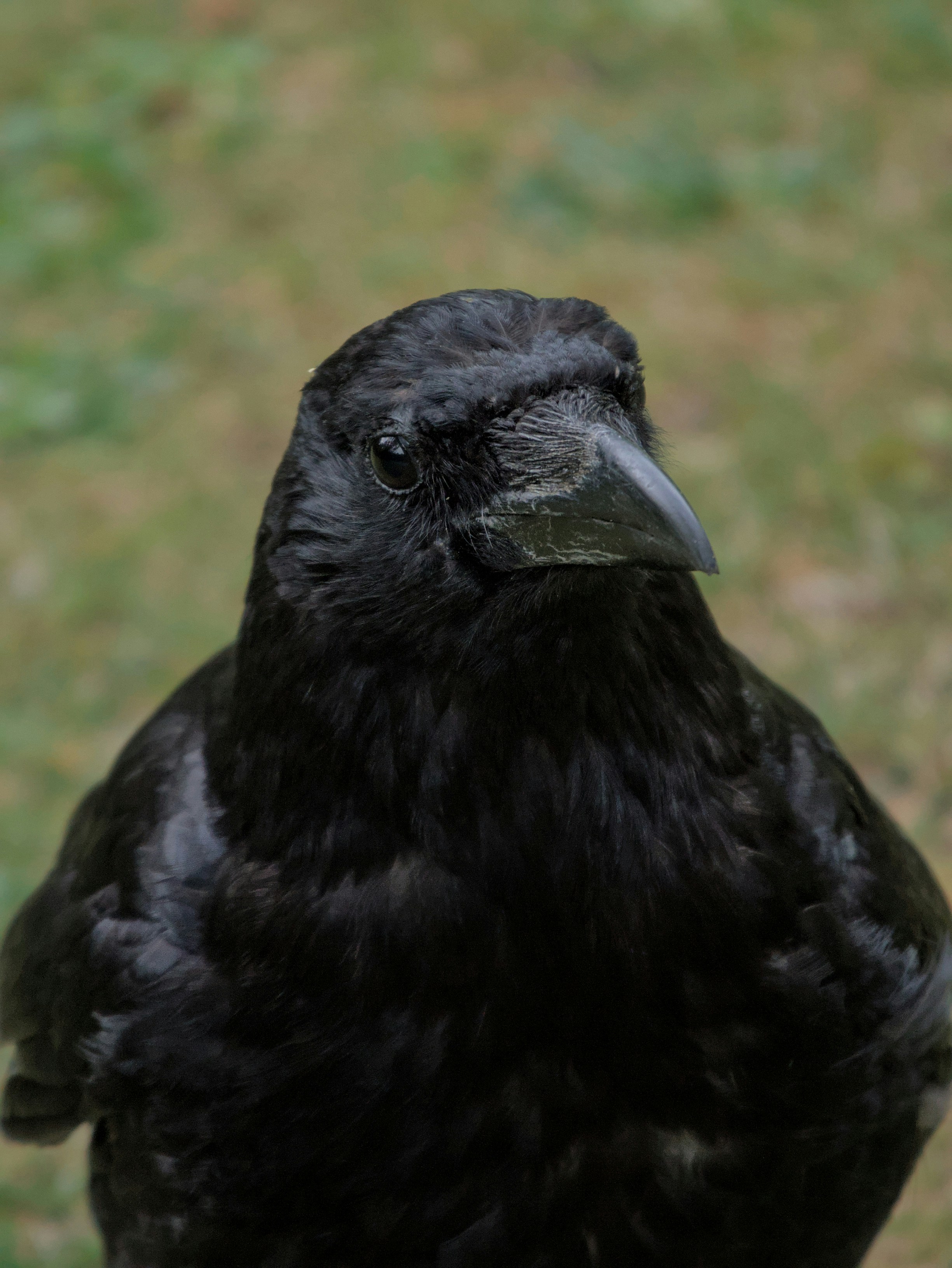 crop shot of a crow looking directly at the camera, in a park in Paris