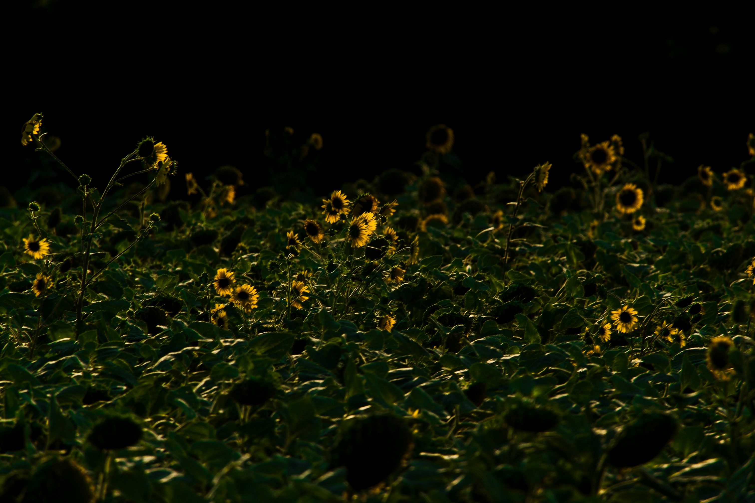 Sunflowers are illuminated in the dim light. photo – Free Image on Unsplash