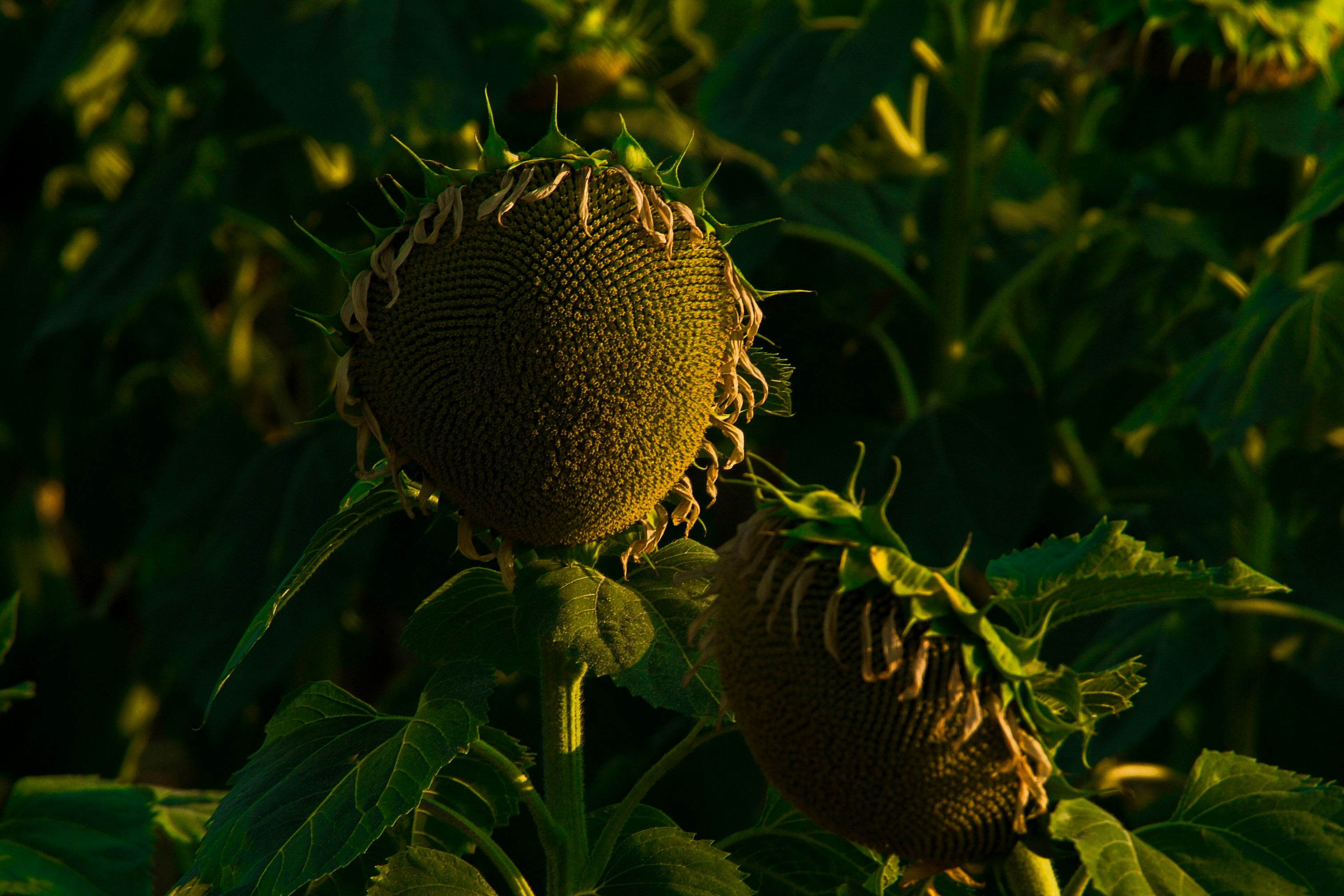 Sunflowers are in various stages of development.