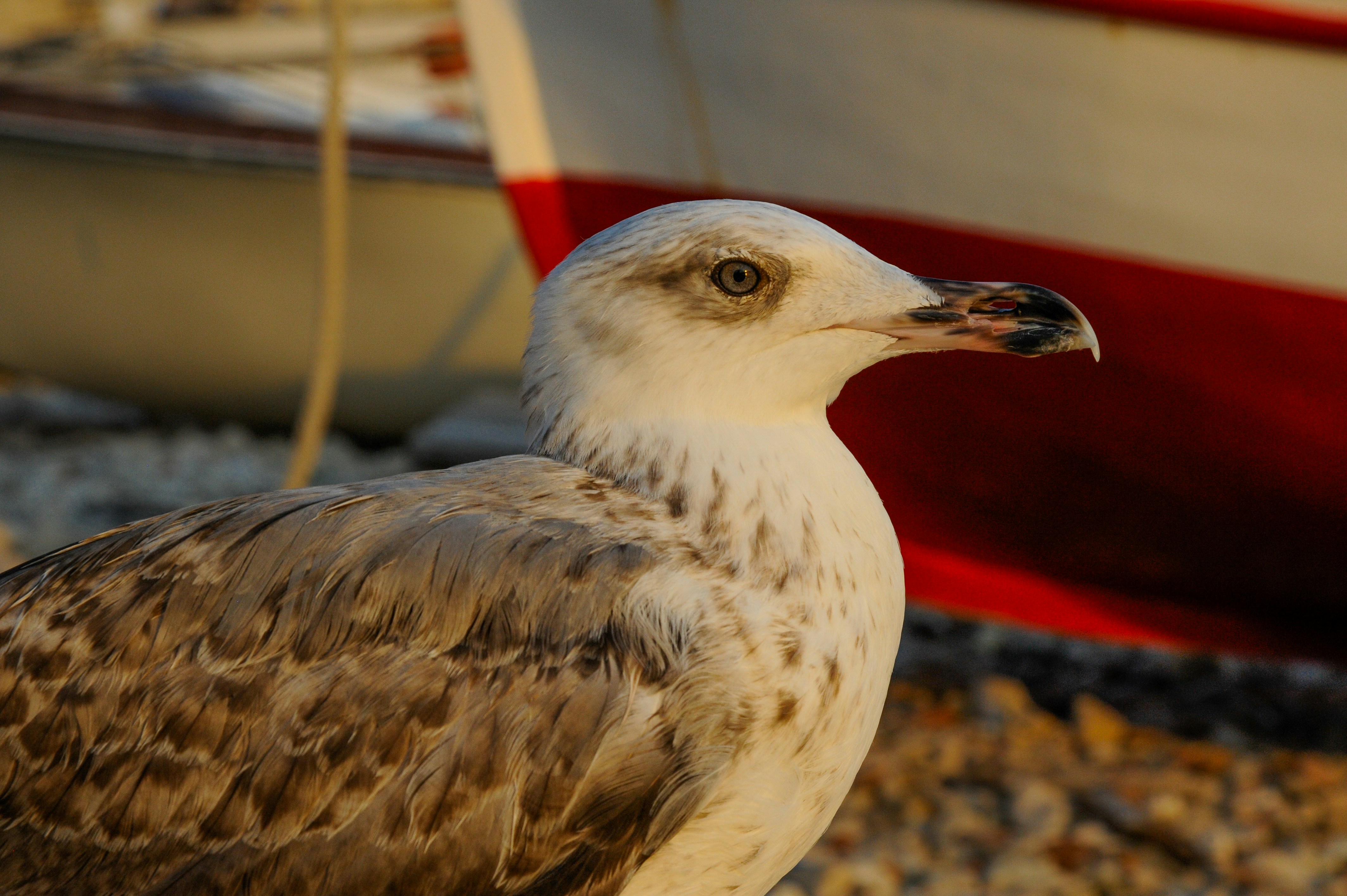 Gull in Golden Hour by a Red-Hulled Boat