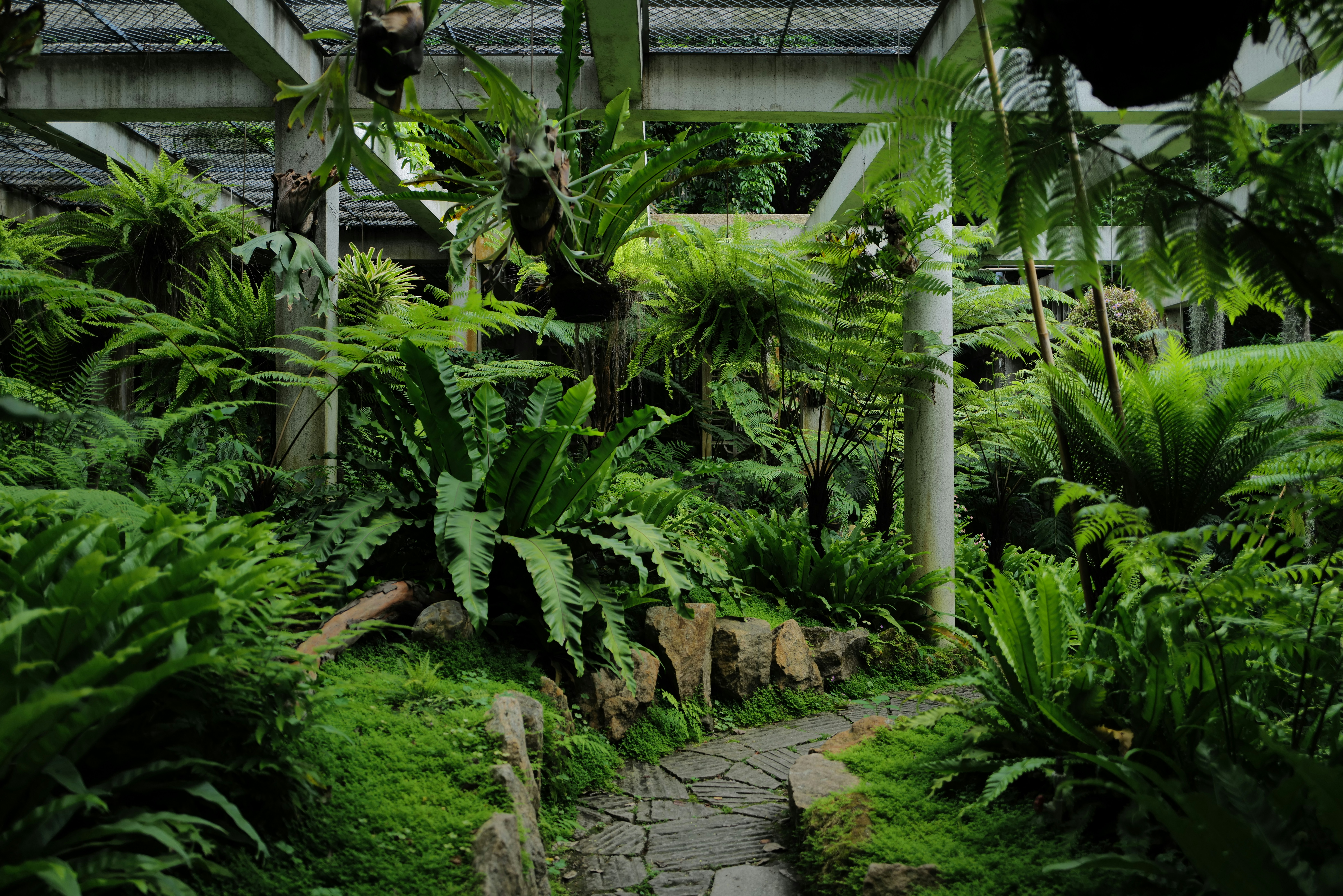 Fern-Lined Path Through a Glasshouse Garden