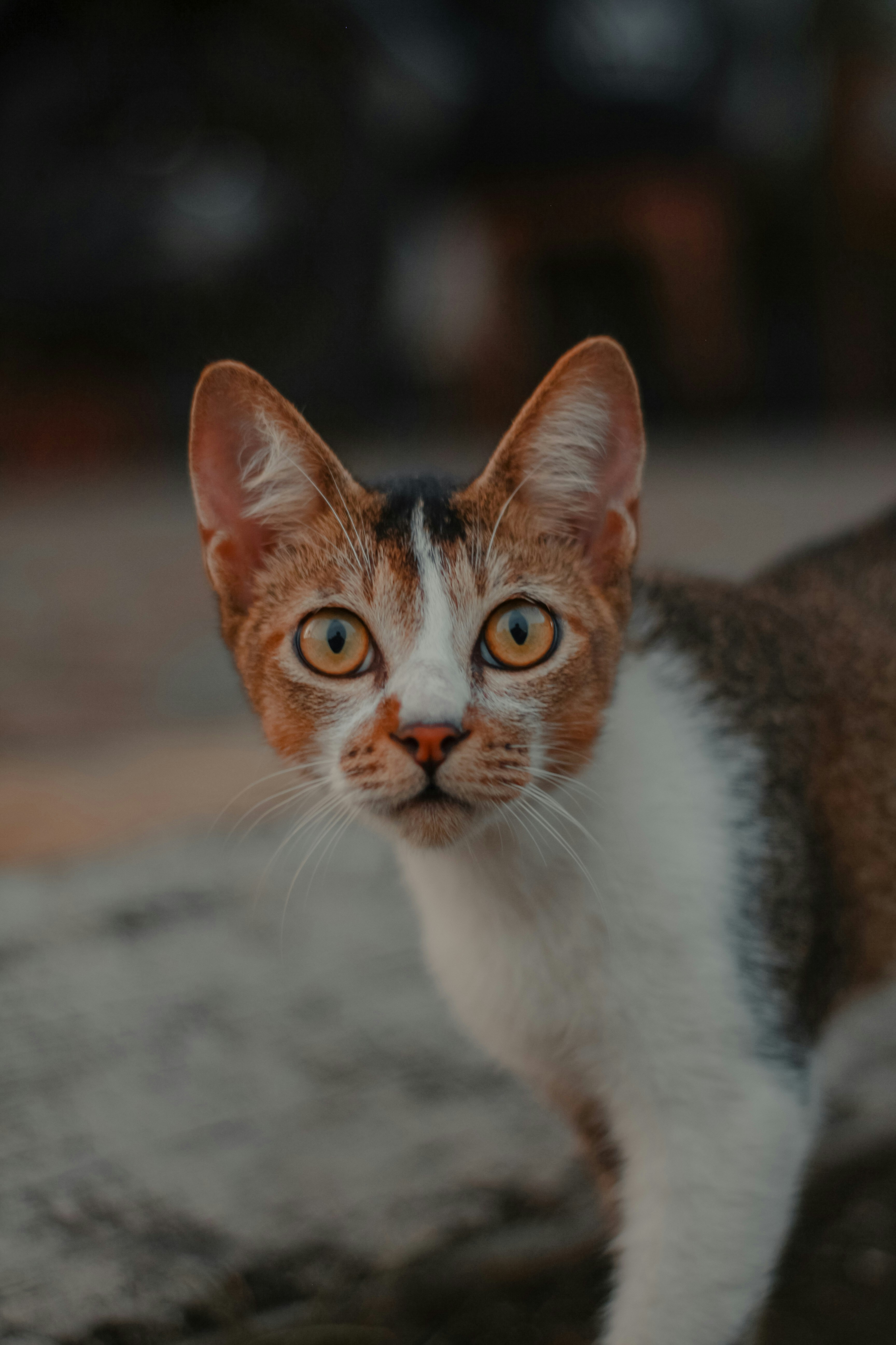 Curious Gaze of a Feline Explorer