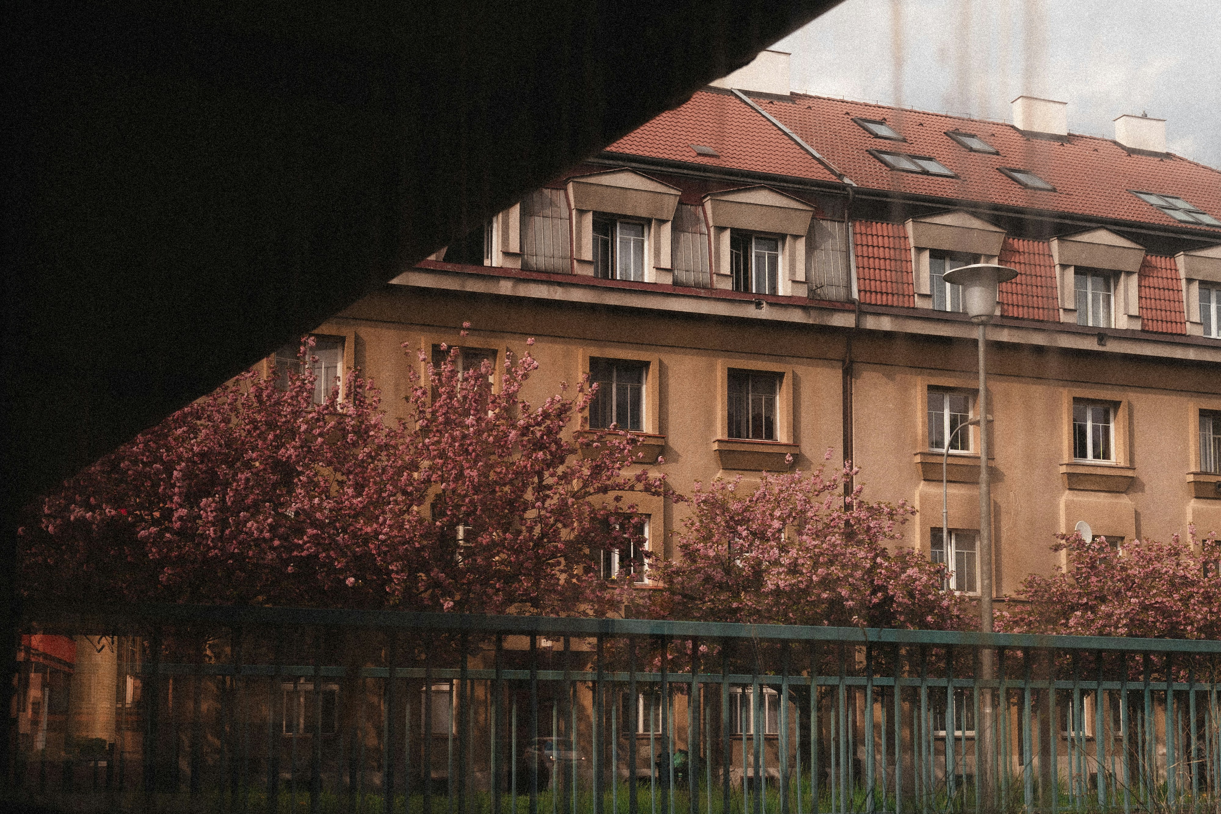 Whispers of Spring Beneath Urban Shadows