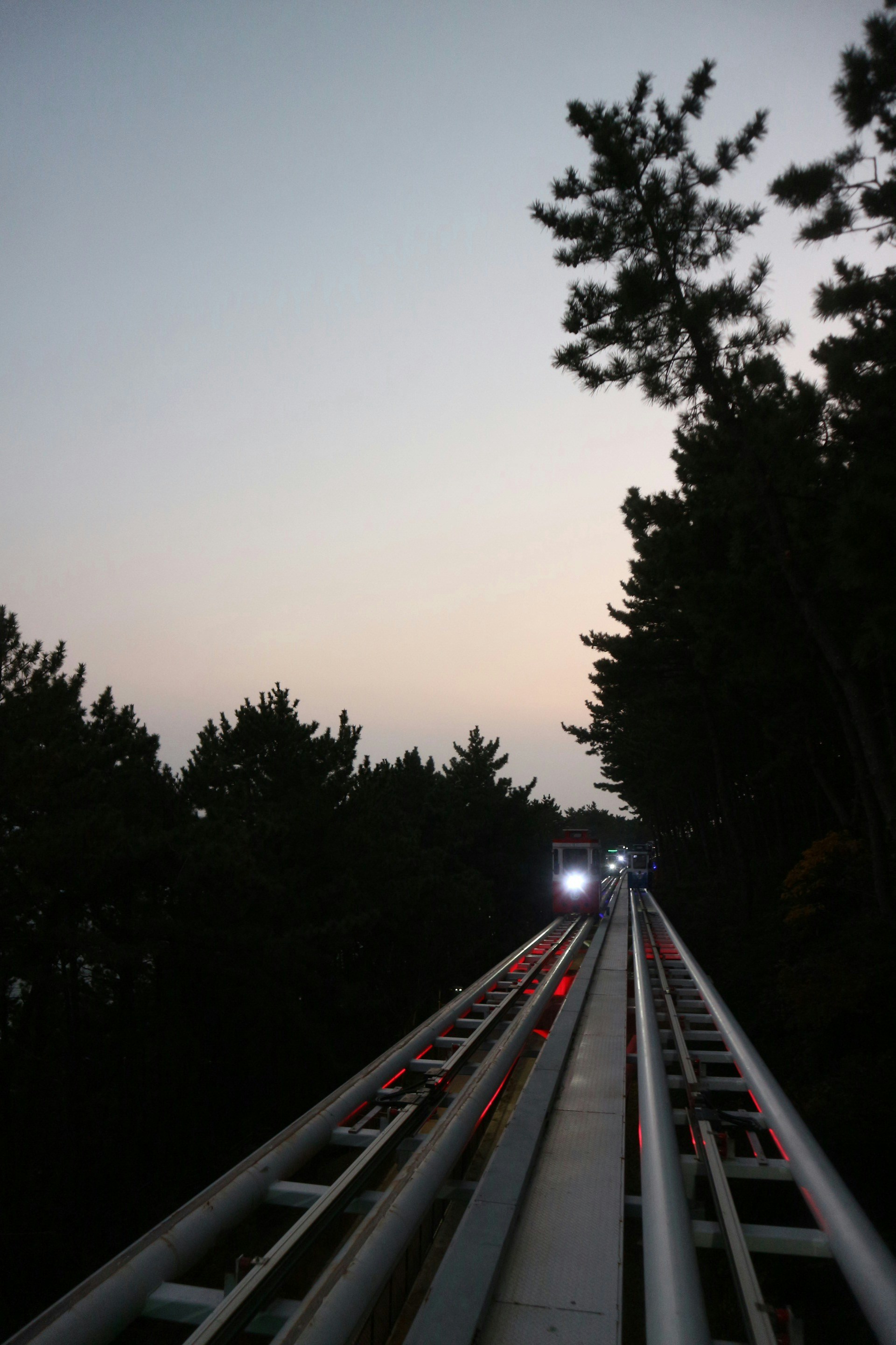 Dusk Convergence: Train Lights Through a Pine Corridor