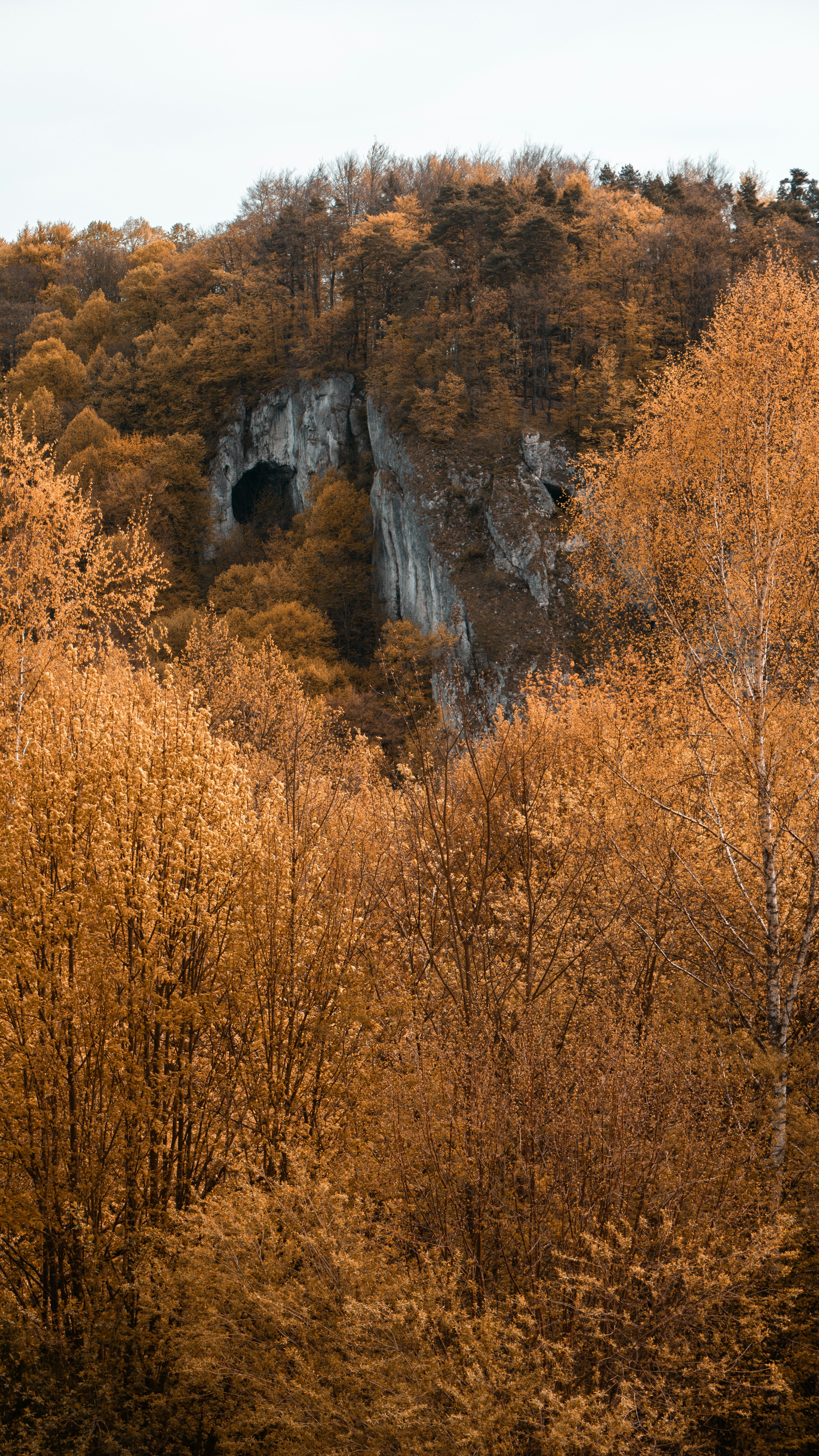 Amber Forest Grotto: A Hidden Cave Peering Through Fall-Fired Cliffs
